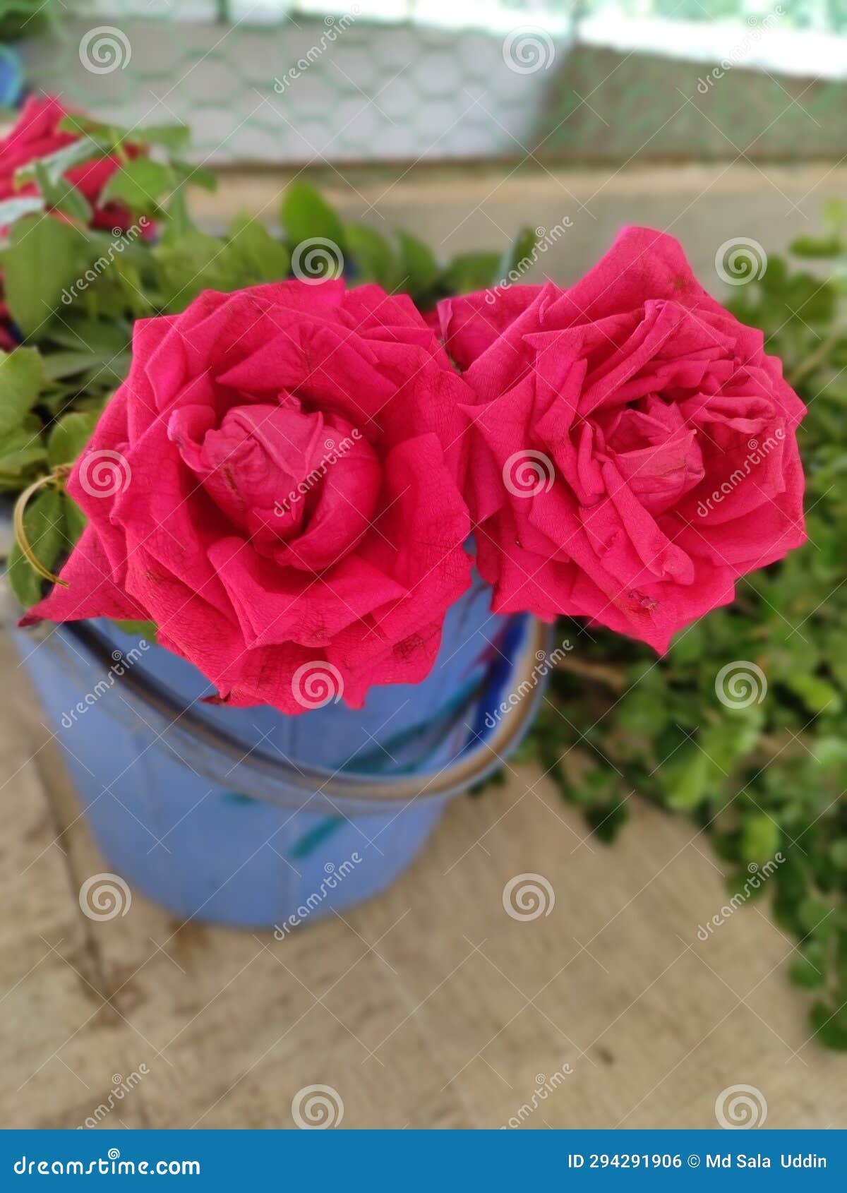 Keep Two the Red Rose Flowers in the Bucket and Leaves Stock Photo ...