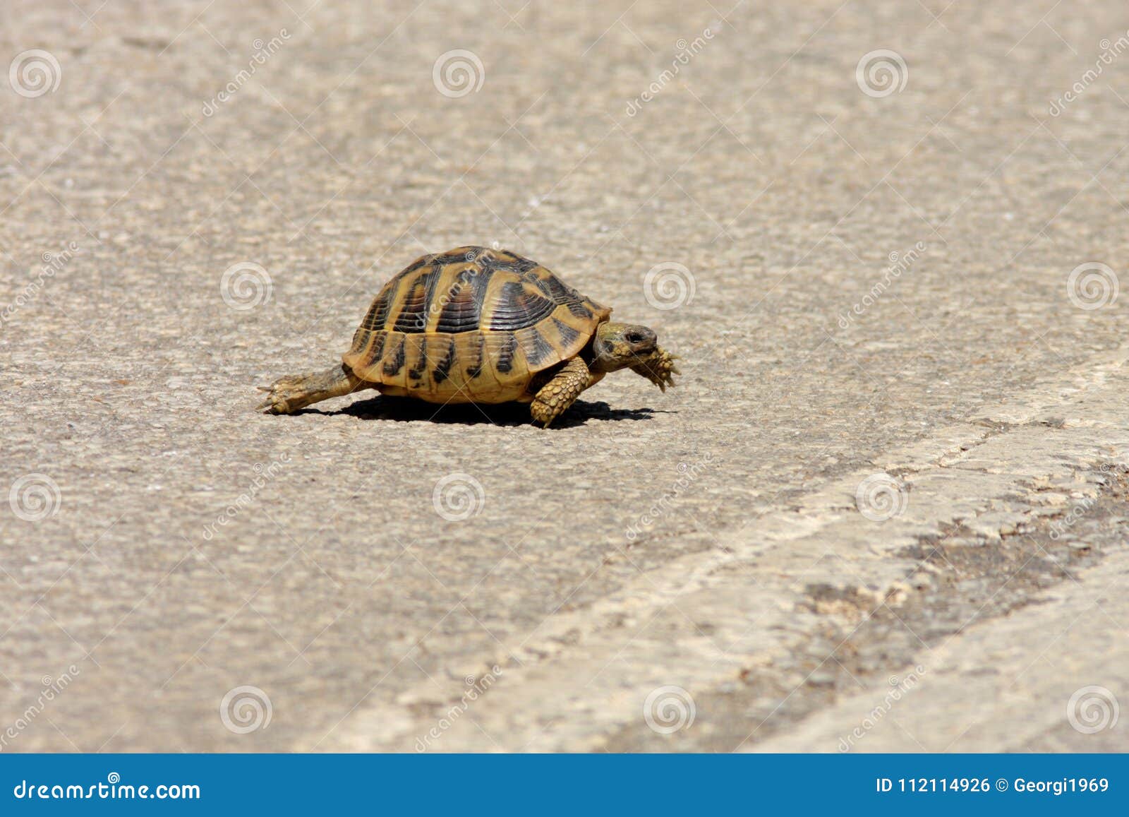 Turtle Crossing Sign On A Wooden Utility Pole In Front Of A Solar Panel ...