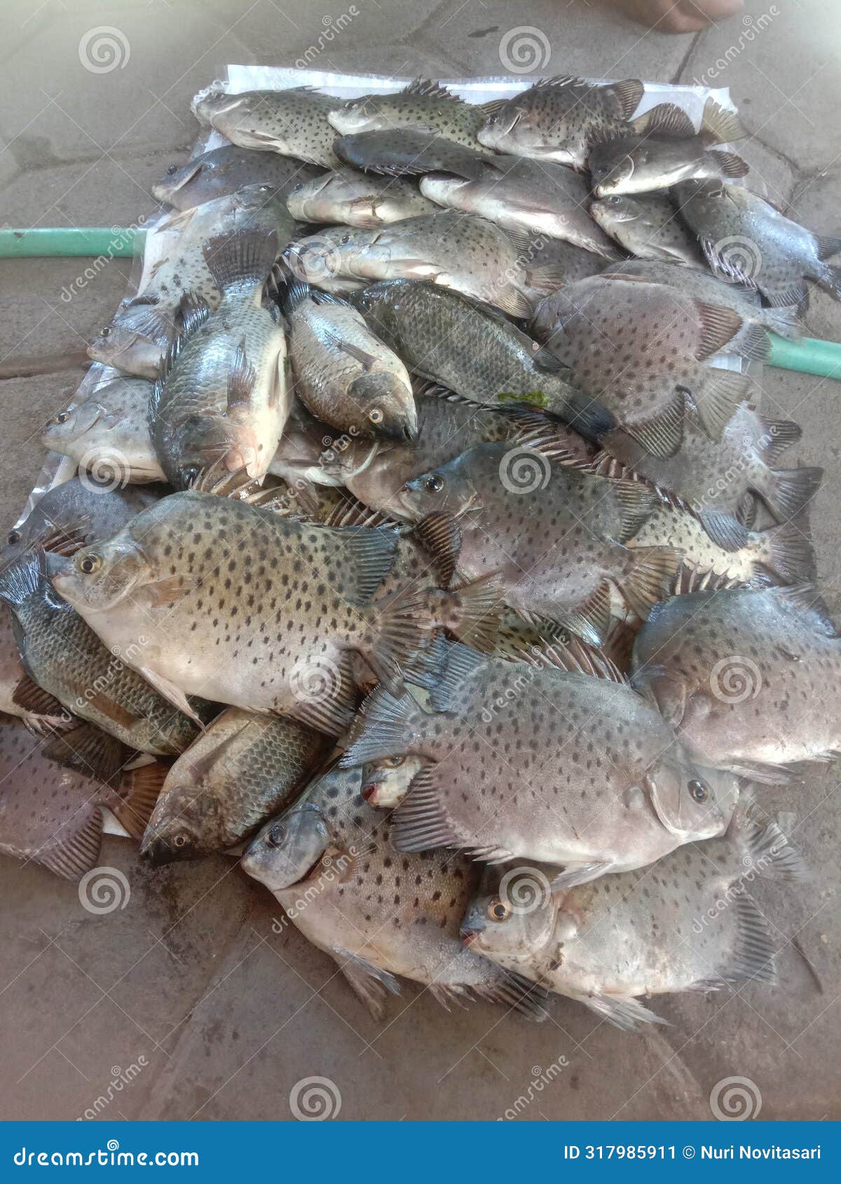 The Keeper Fish Population Increas Hot Weather Stock Image - Image of ...