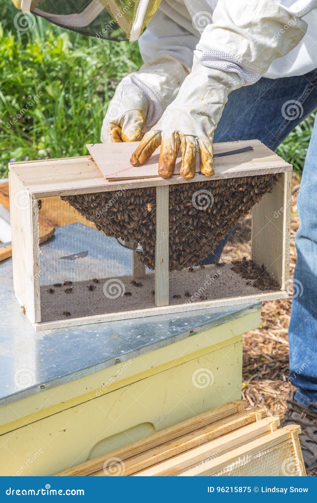 Keeping the Bees stock image. Image of honeybee, hobby - 96215875