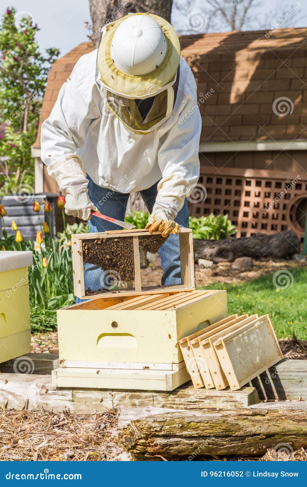 Keeping the Bees stock photo. Image of beehive, apiarist - 96216052
