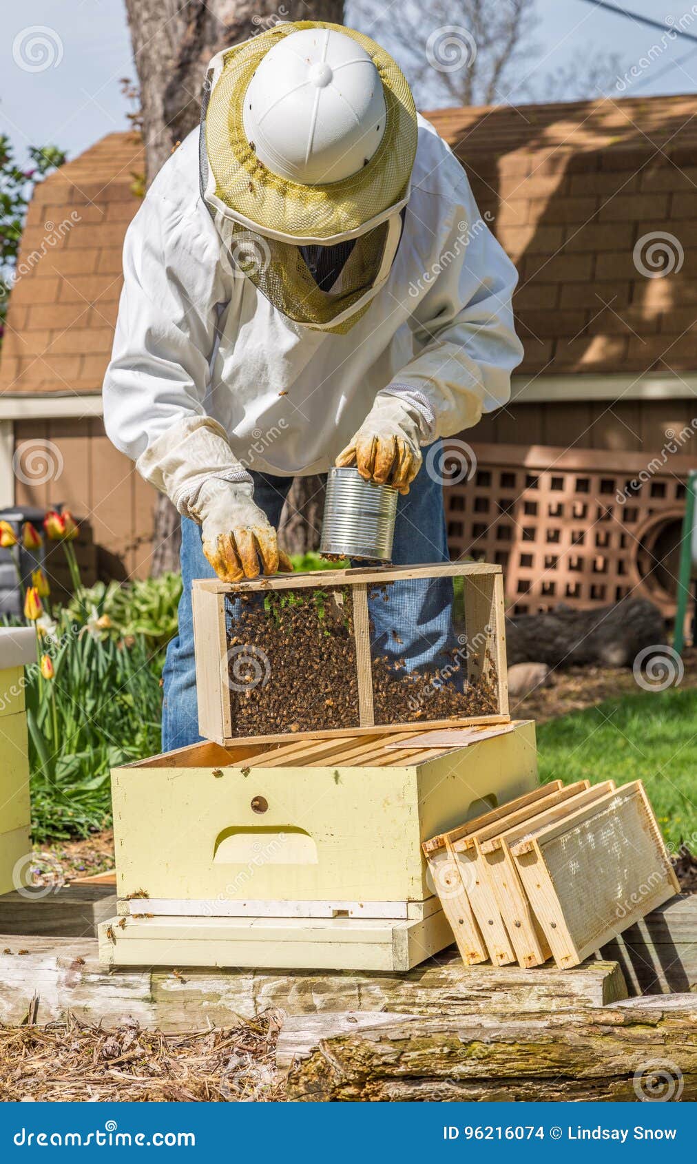 Keeping the Bees stock photo. Image of frame, hobby, farmer - 96216074
