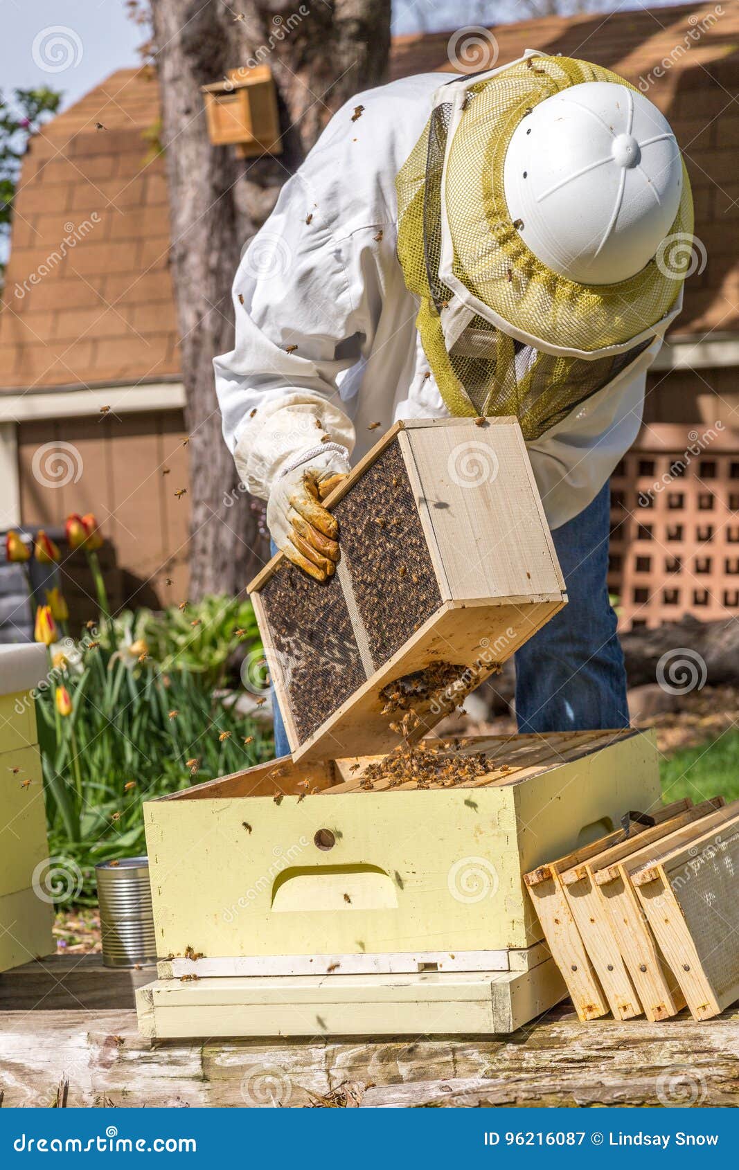 Keeping the Bees stock image. Image of beekeeping, colony - 96216087