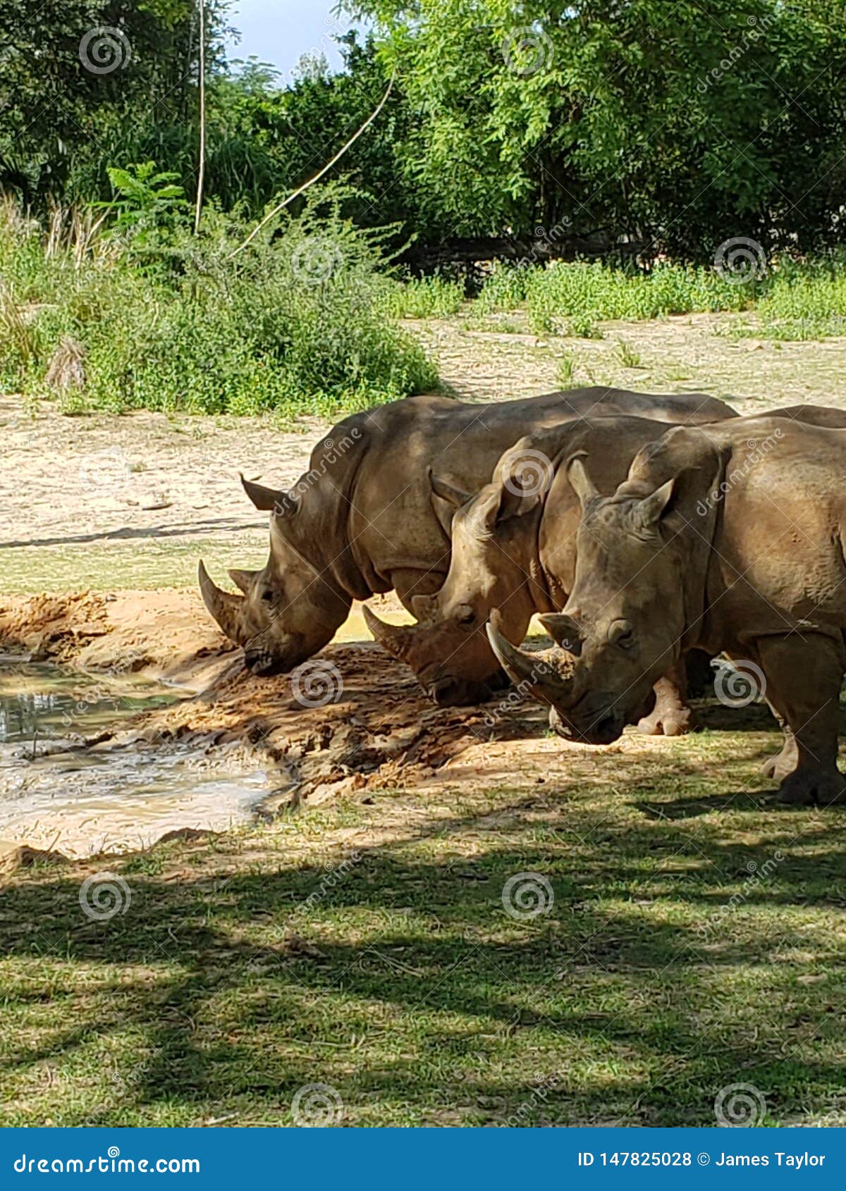 Keeping Cool stock photo. Image of rhino, cooling, cool - 147825028