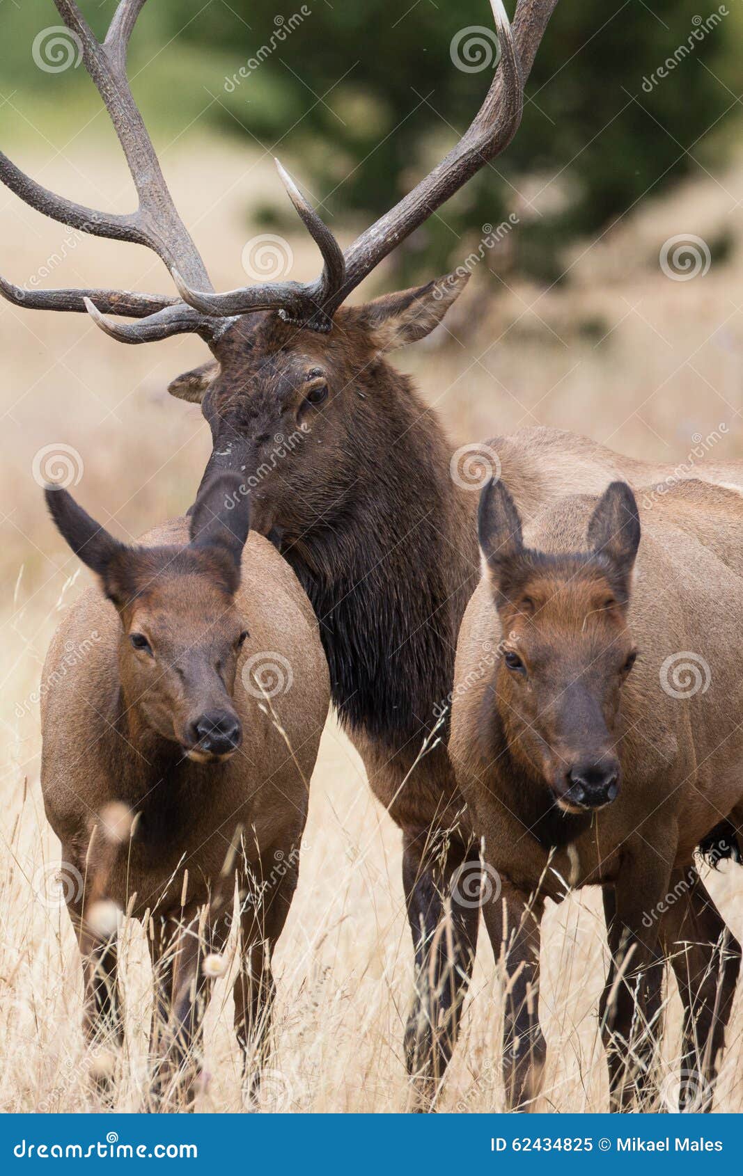 Keeping cows in line stock image. Image of closeup, crockett - 62434825