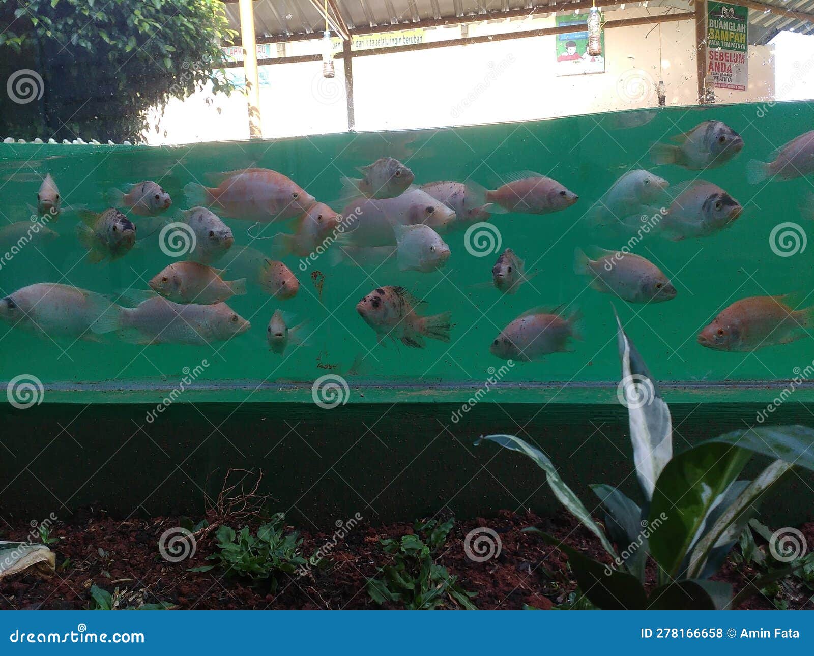 Keeping Fish in an Aquarium is a Fairly Popular Hobby. Stock Photo ...