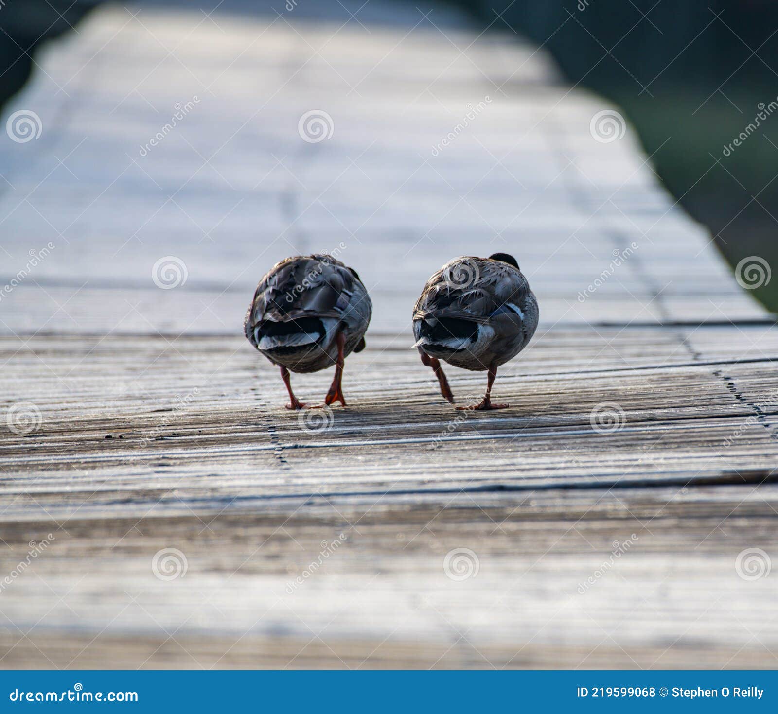Keeping the head down stock photo. Image of ducks, head - 219599068