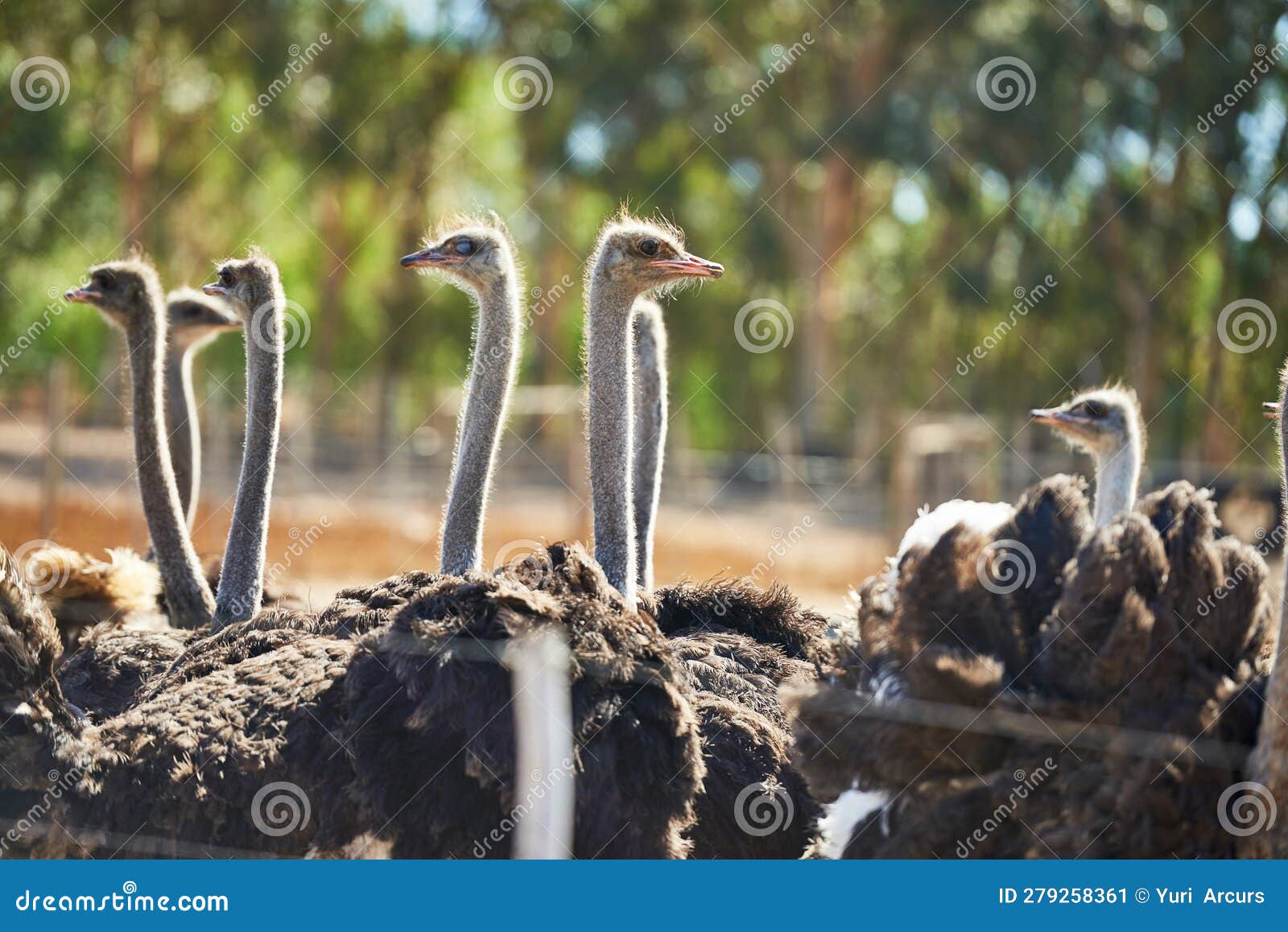 Keeping a Lookout on the Farm. a Flock of Ostriches on a Farm. Stock ...