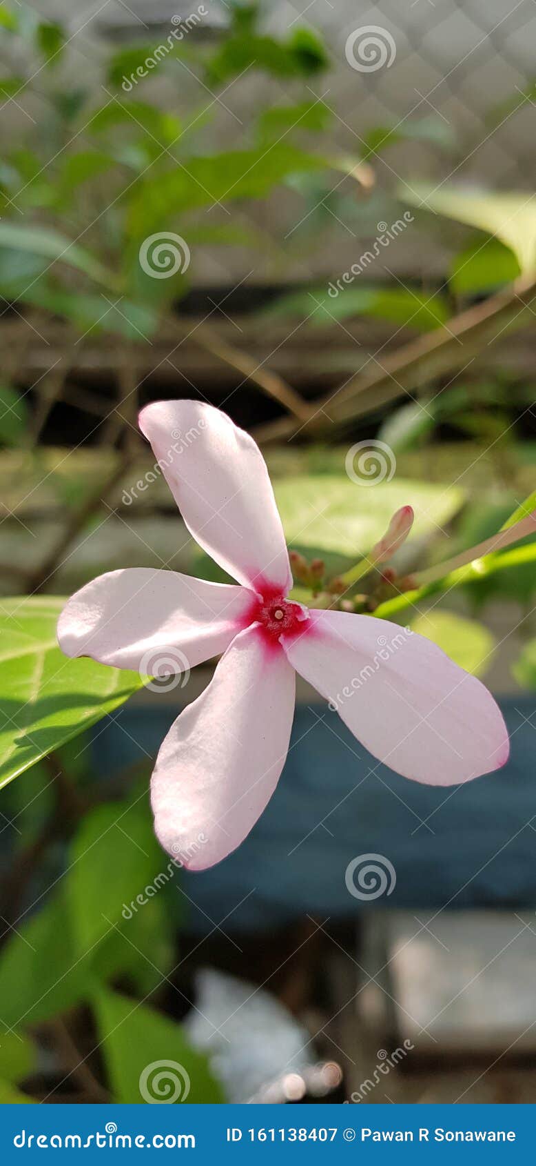 Keeping it Natural Broken Flower Pain Stock Image - Image of natural ...