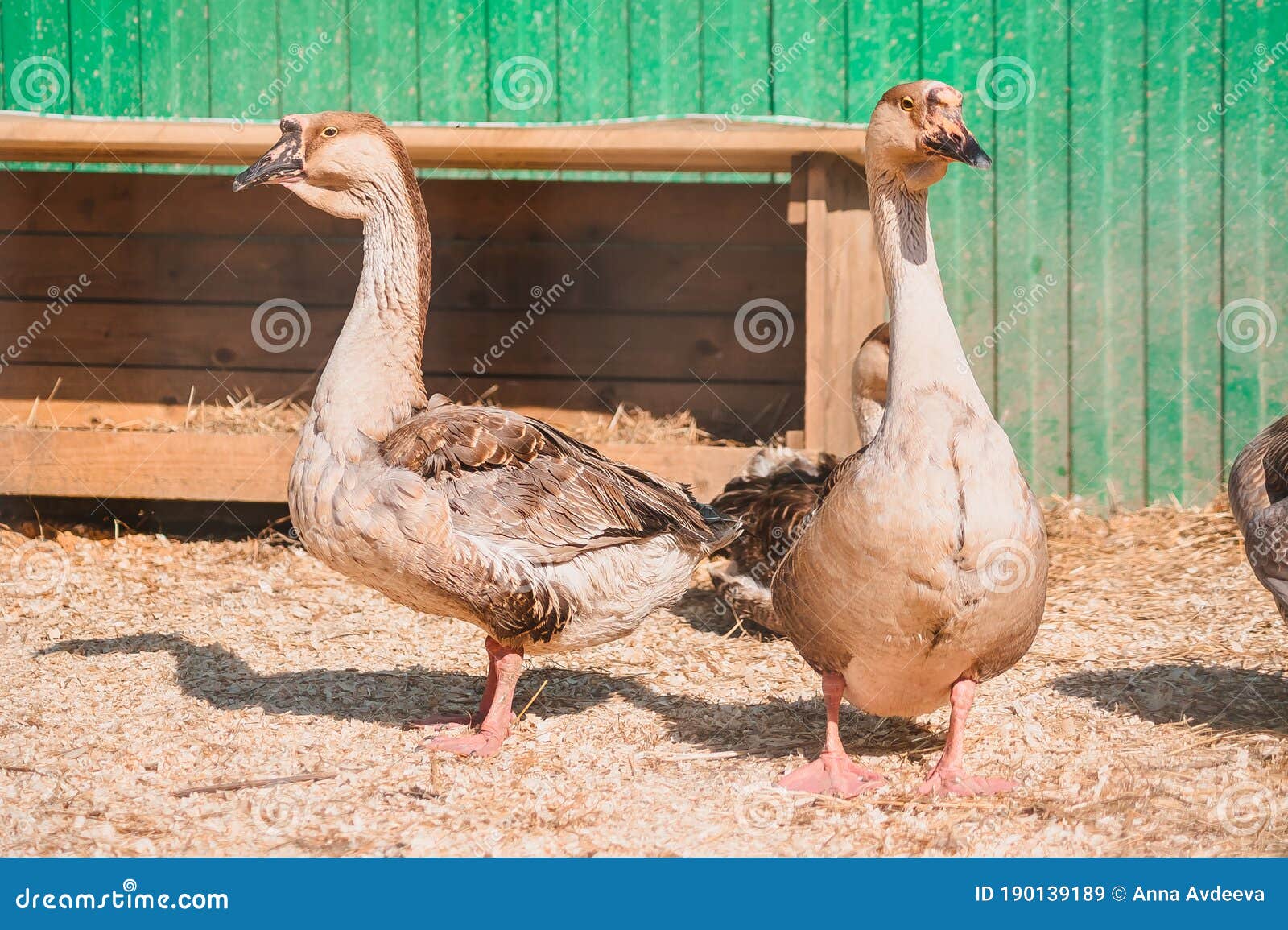 Two Grey Geese are Standing in the Enclosure. Stock Image - Image of ...
