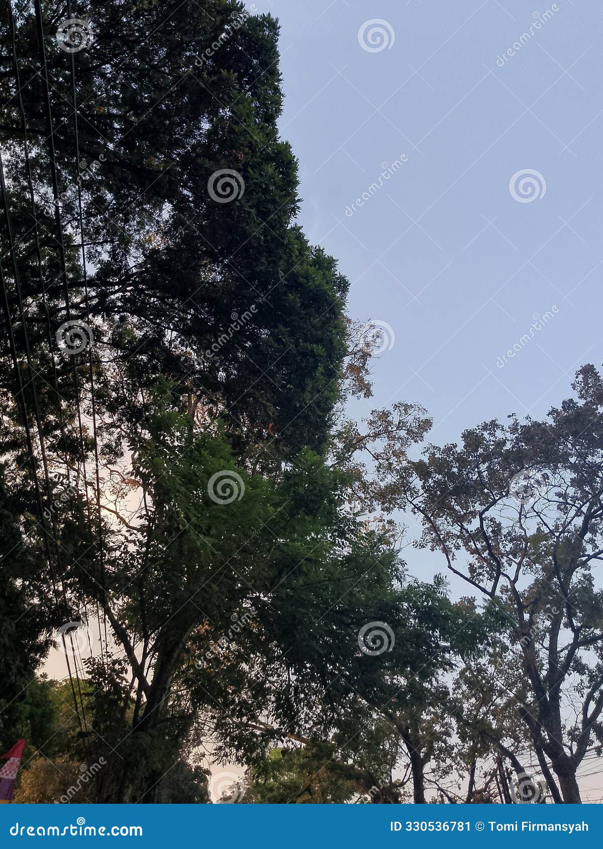Keeping Trees Will Lead To a Cool and Peaceful Environment Stock Image ...