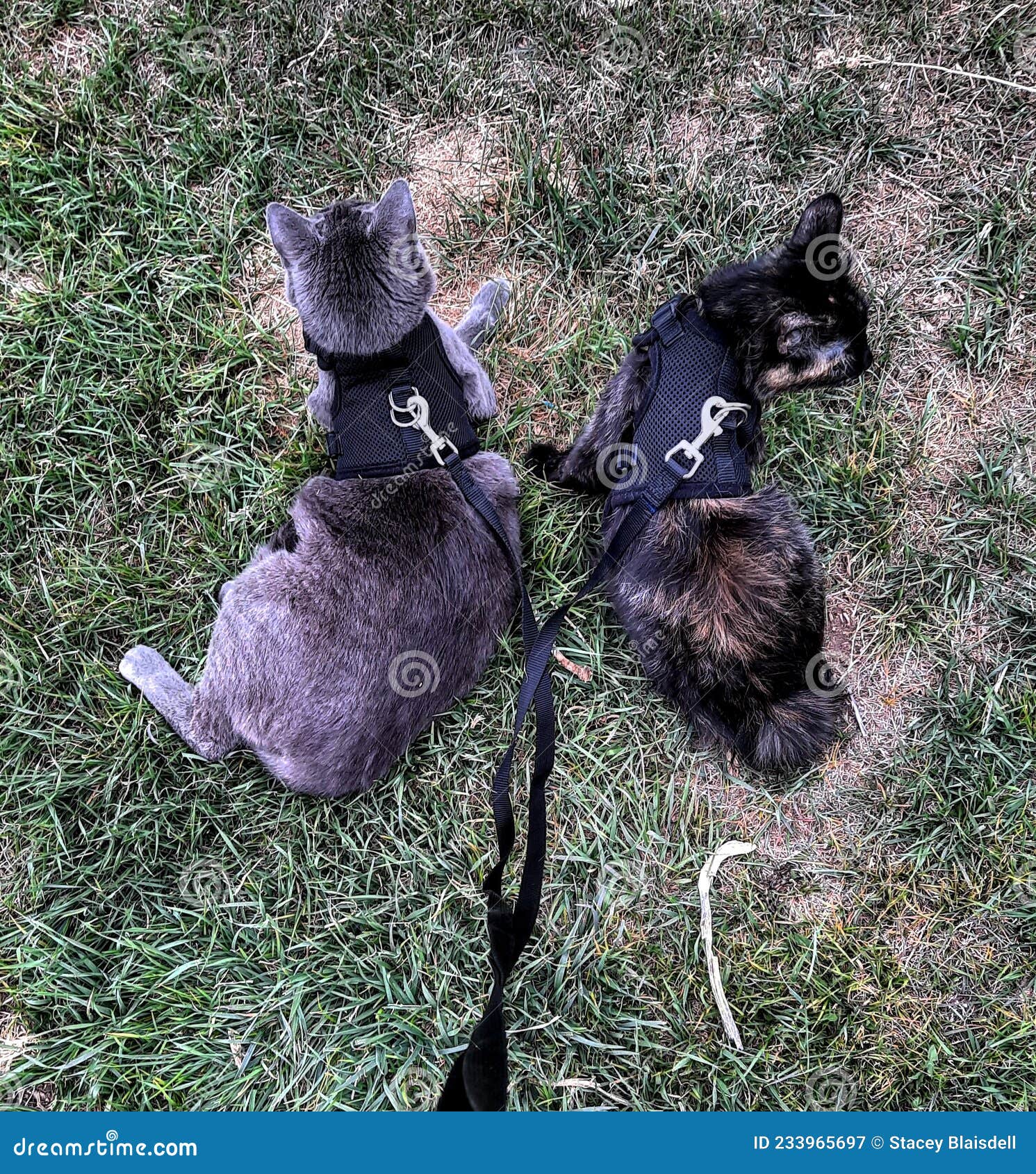 The Kees stock image. Image of ride, cats, kitties, kees - 233965697