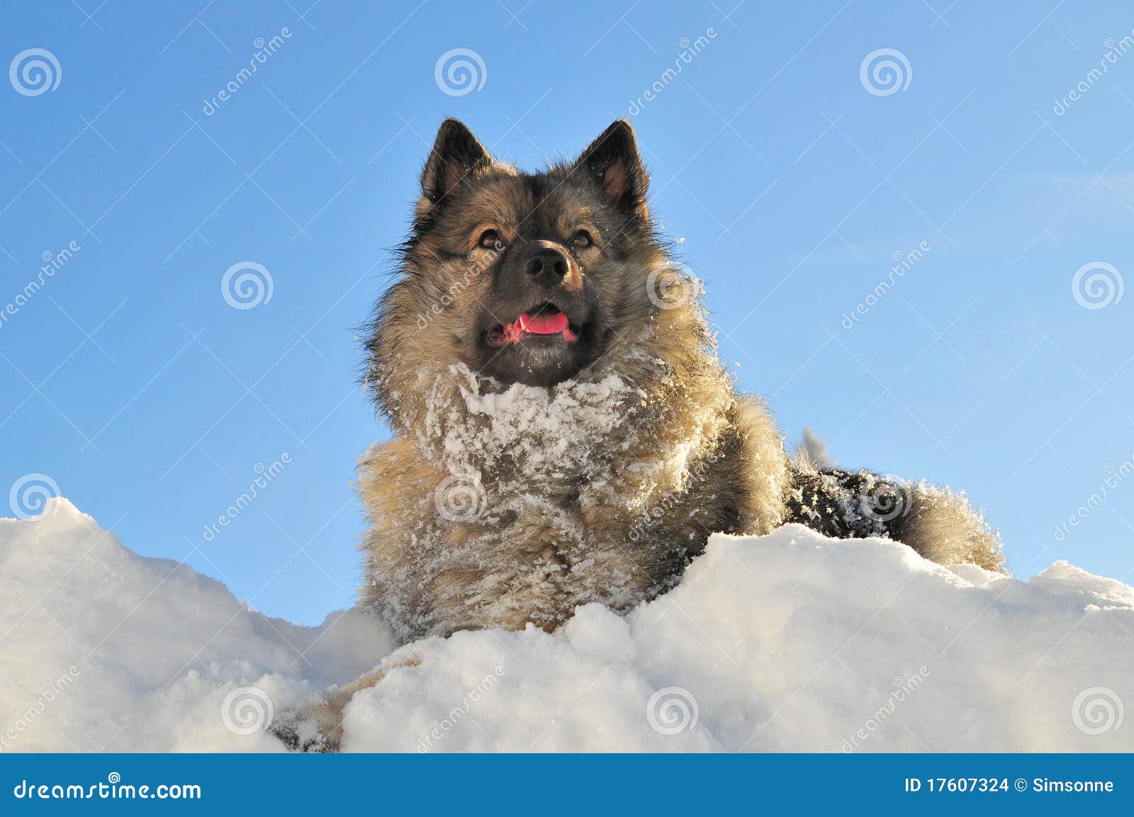 Keeshond Dog Romp in the Snow Stock Photo - Image of cold, natural ...