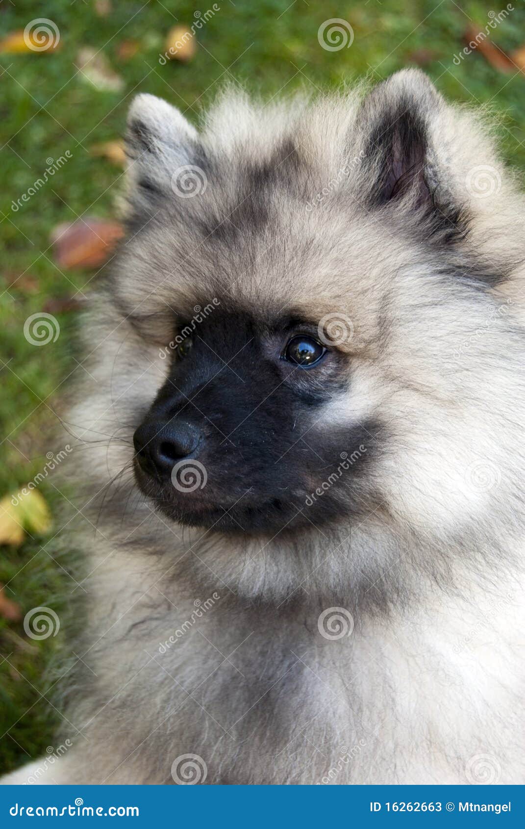 Keeshond Puppy stock image. Image of ears, loyal, animal - 16262663