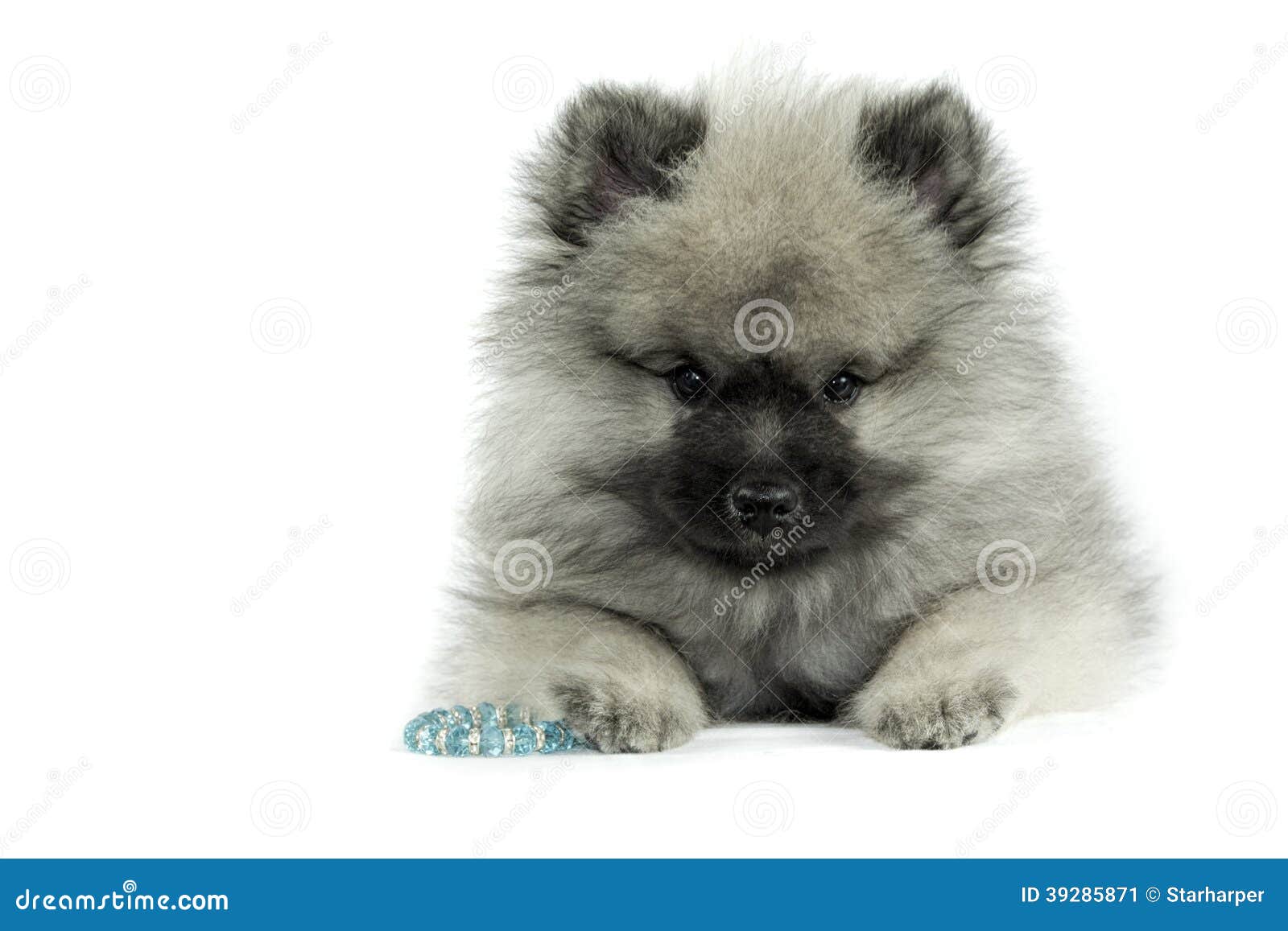 Keeshond Puppy stock image. Image of purebred, keeshond - 39285871