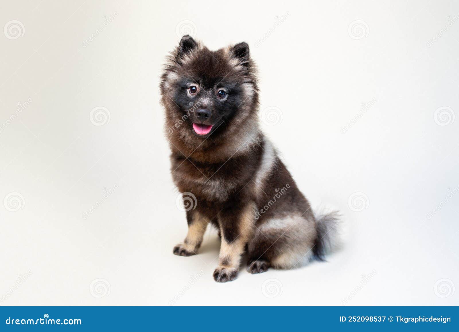 Keeshond Puppy with White Spectacles and Intelligent Expression Stock ...