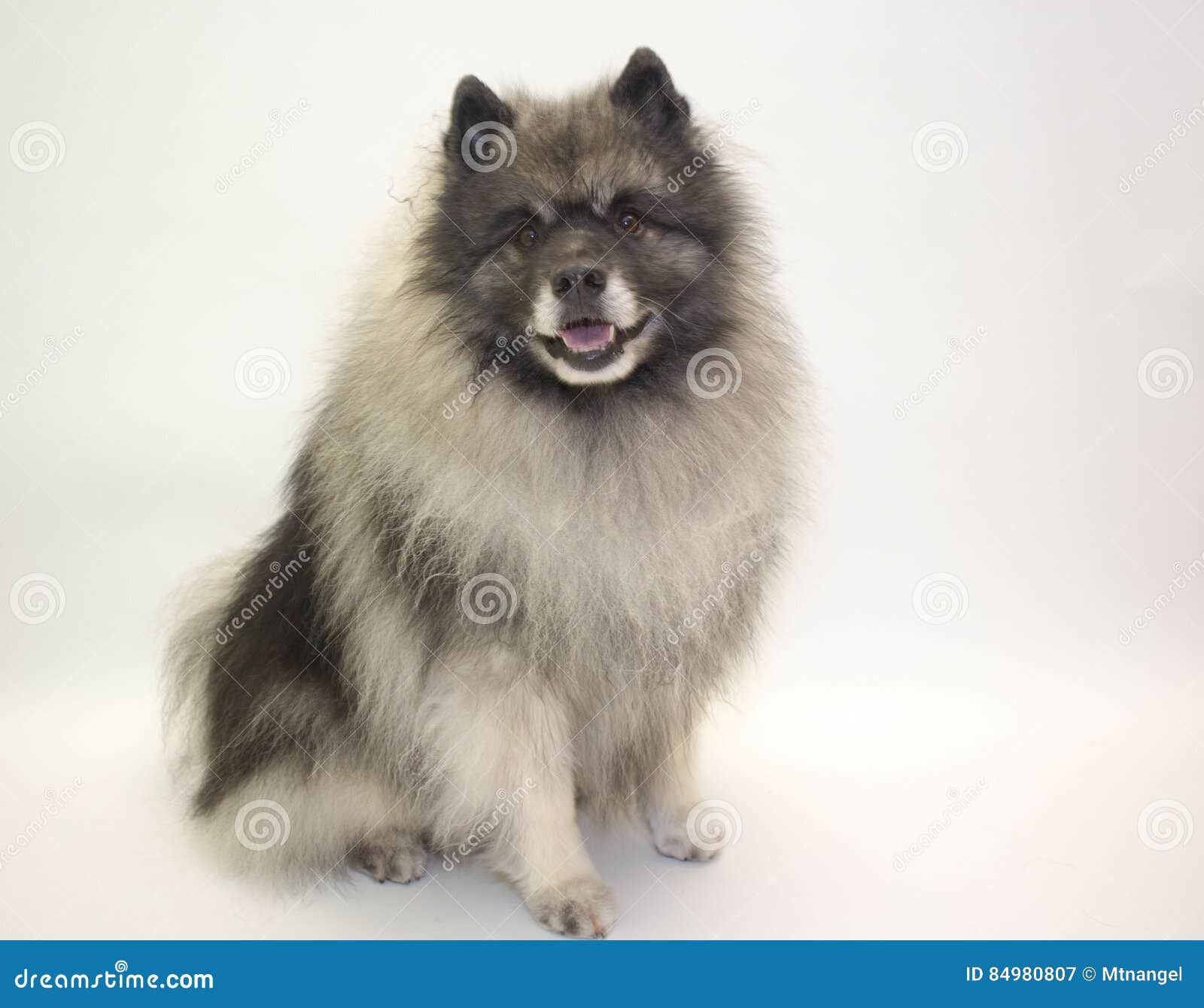 White Keeshond