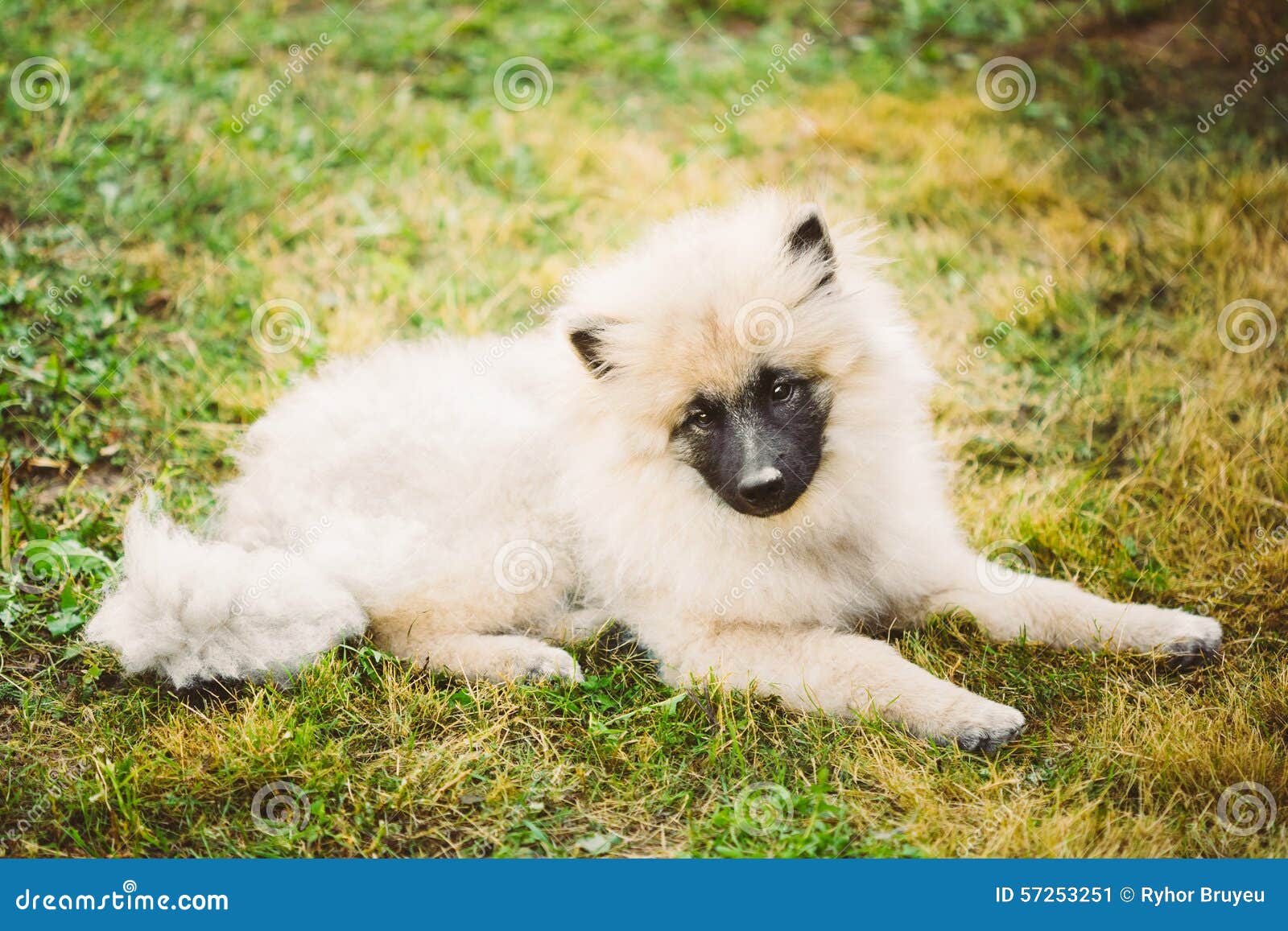 Keeshound, Keeshond, Keeshonden Dog German Spitz Stock Image - Image of ...