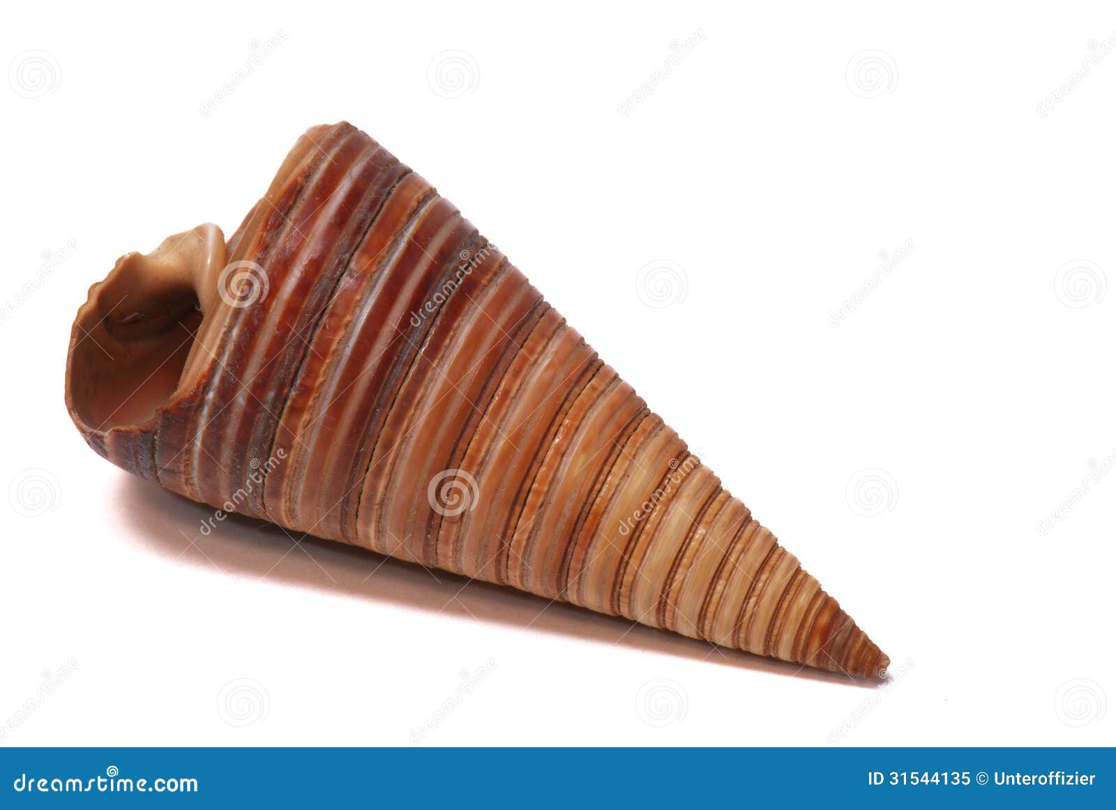 Kegel-Muschel stockbild. Bild von strand, befestigungsklammern - 31544135