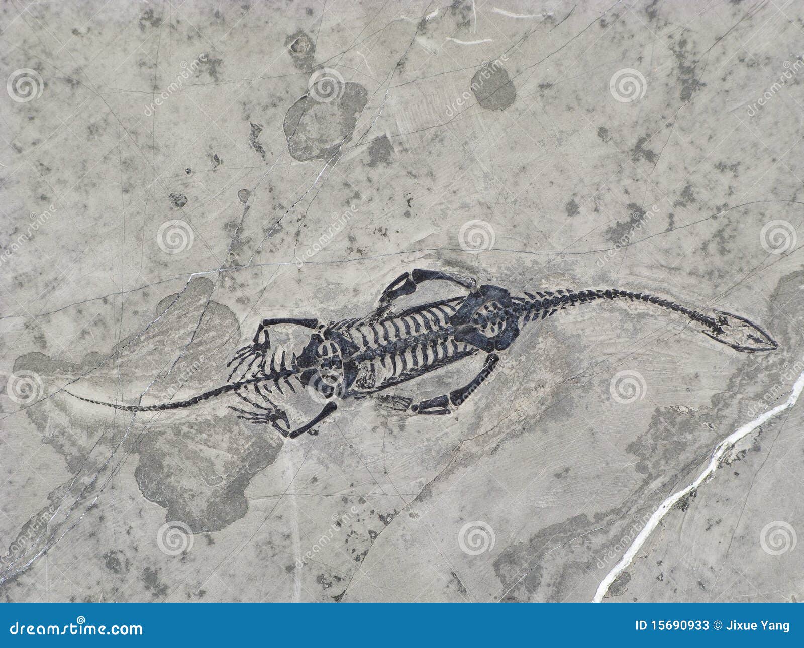 Keichousaurus stock image. Image of pachypleurosaur, bone - 15690933