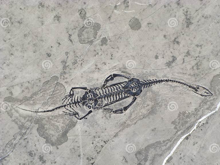 Keichousaurus stock image. Image of pachypleurosaur, bone - 15690933