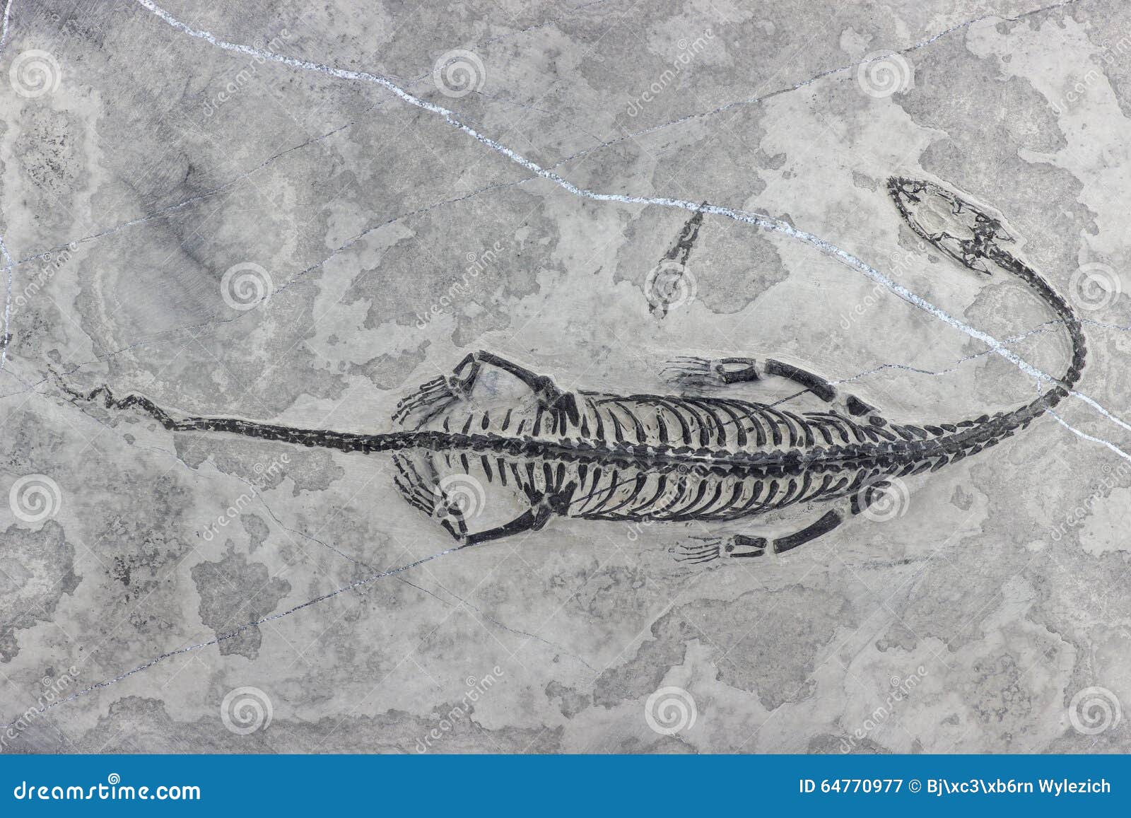 Keichousaurus hui editorial photography. Image of presentation - 64770977