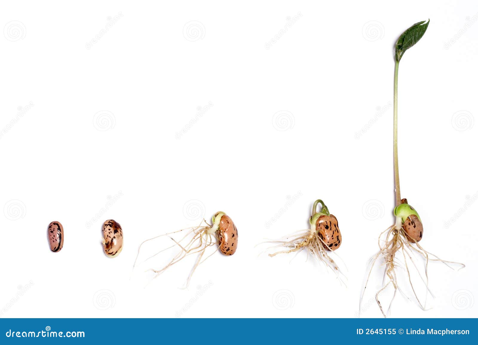 Keimung stockbild. Bild von saatgut, gemüse, wachstum - 2645155