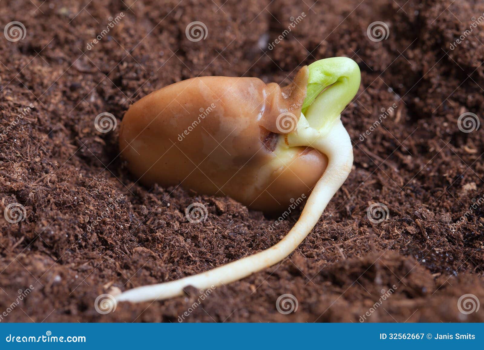Keimung der Bohne. stockbild. Bild von stamm, gesund - 32562667