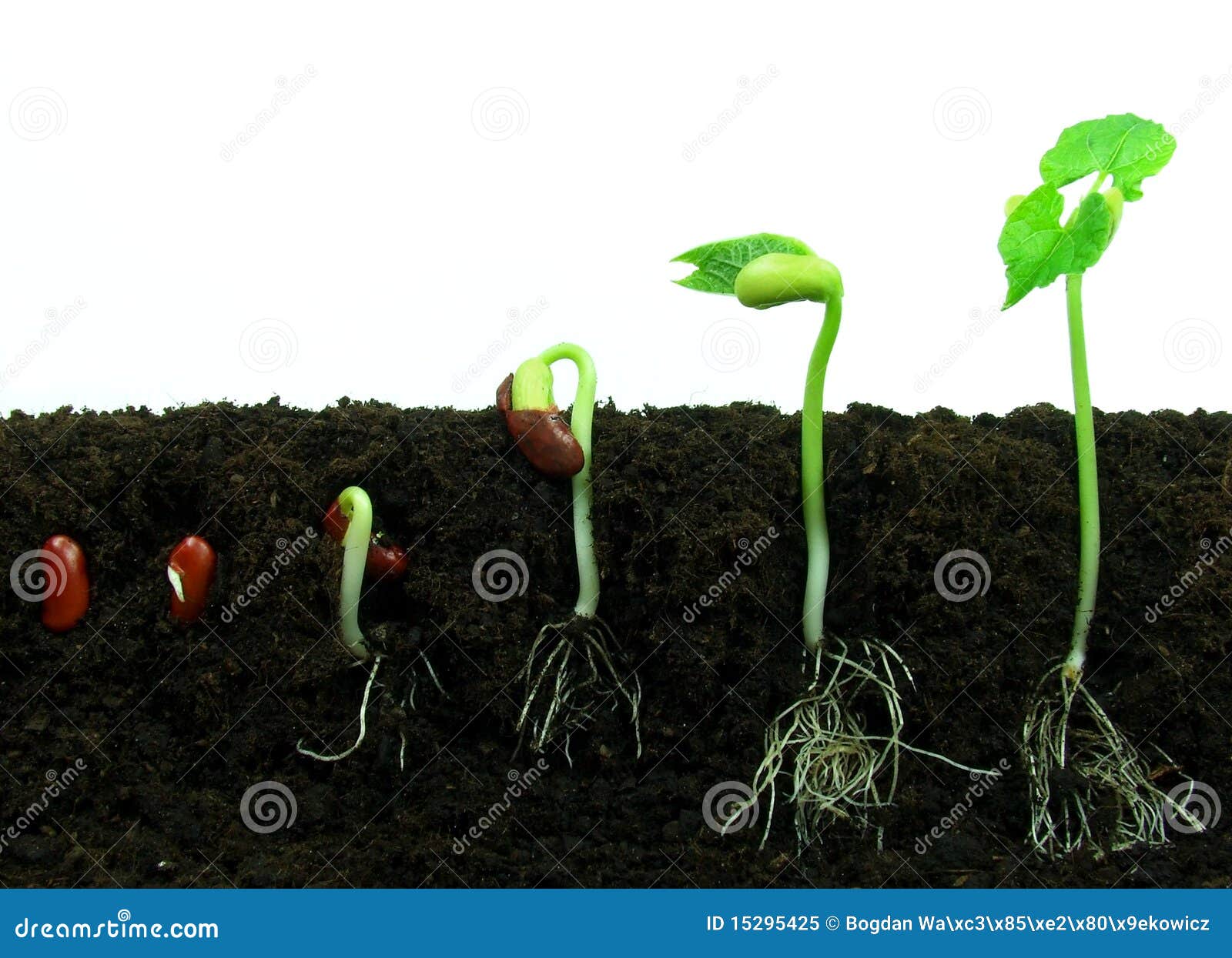 Keimung sequance stockbild. Bild von keimung, blatt, botanisch - 15295425