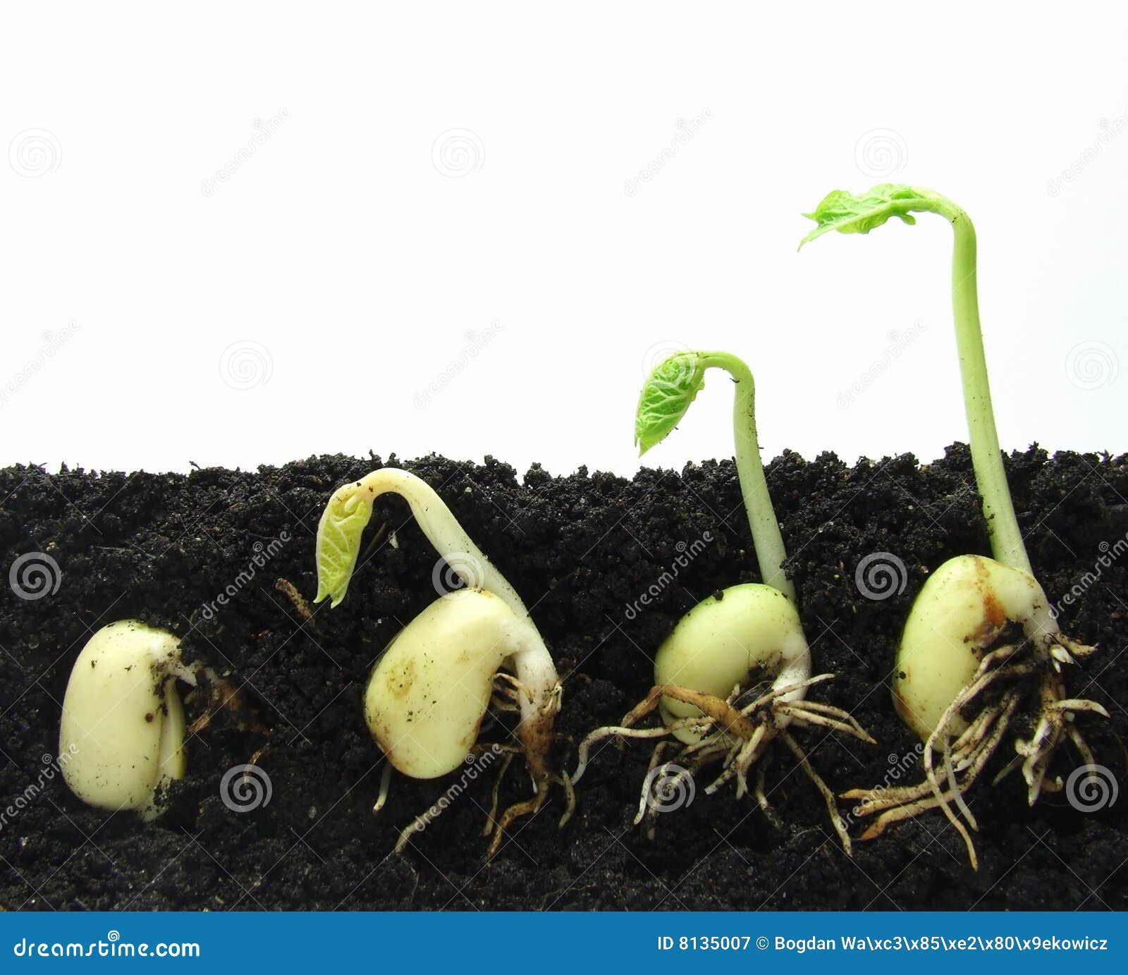 Keimunganlagen stockbild. Bild von sämlinge, keimung, wachstum - 8135007