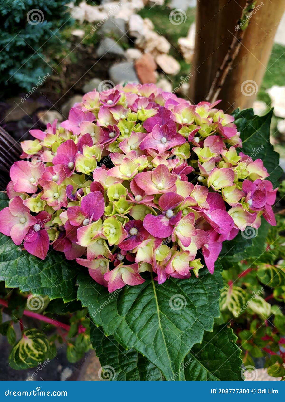 Keindahan bunga foto de archivo. Imagen de rosa, lila - 208777300