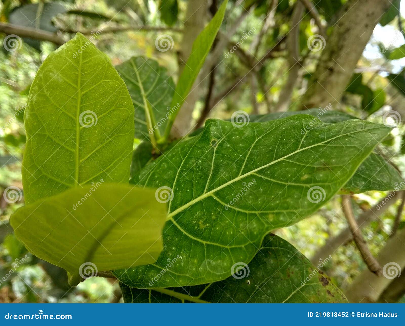 Keindahan Daun Nangka : Green Stock Photo - Image of nature, sunlight ...