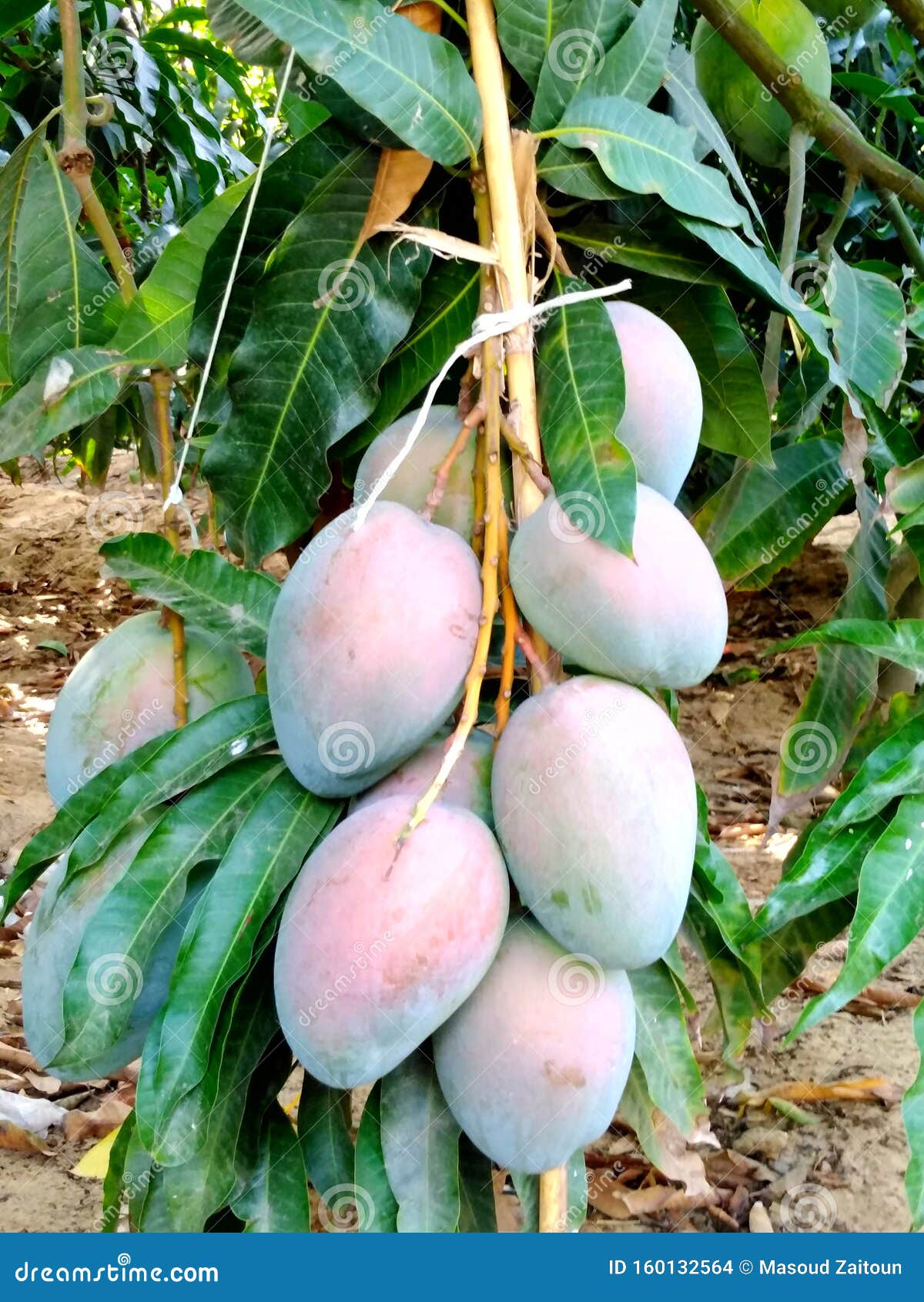 Keit Mango Closeup at Harvest Stock Photo - Image of leaf, natural ...