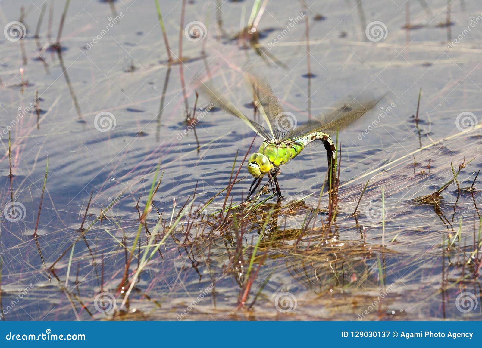 Keizerlibel De Grote, Emperador Azul, Imperator De Anax Imagen de ...