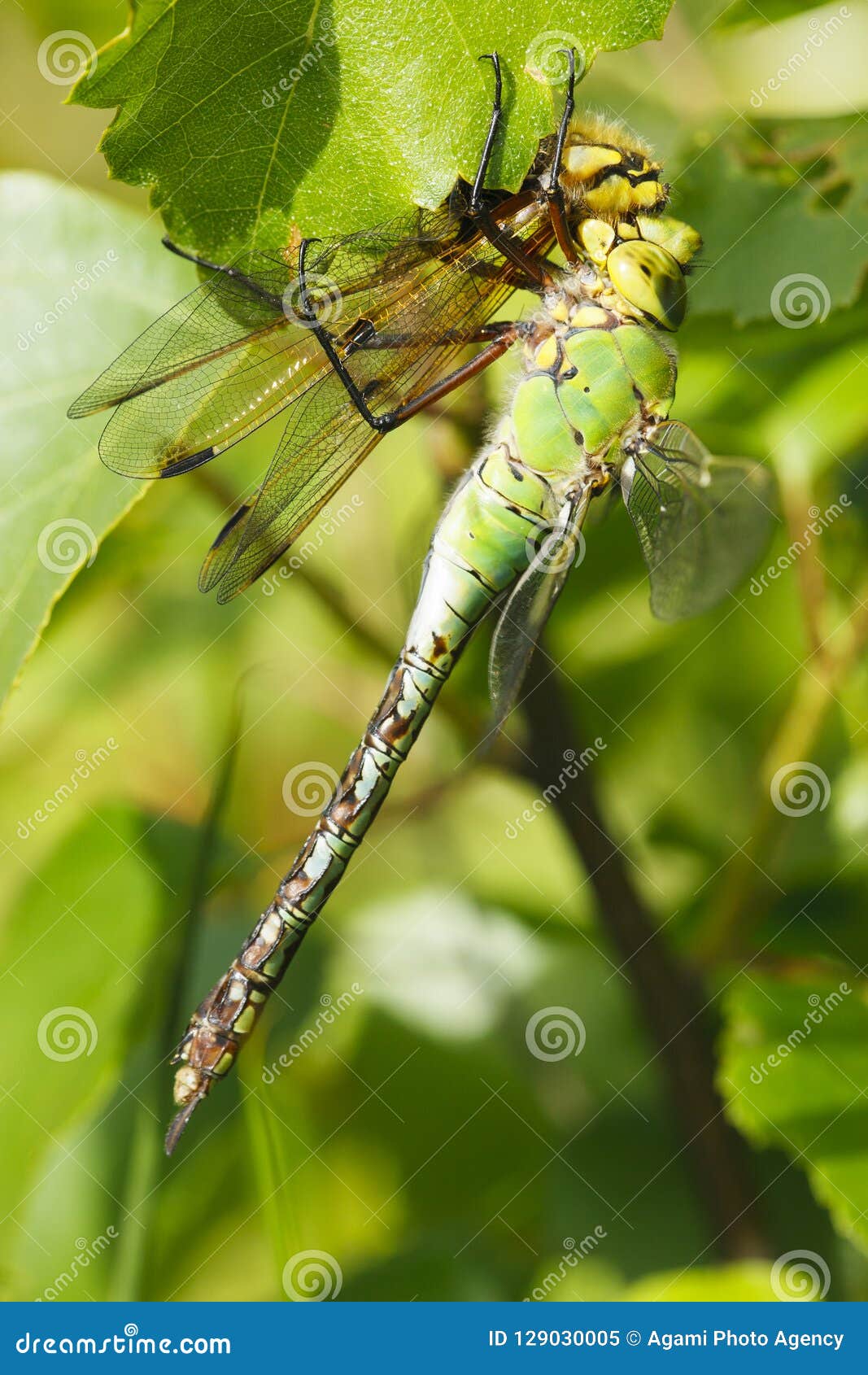 Keizerlibel De Grote, Empereur Bleu, Imperator D'Anax Image stock ...