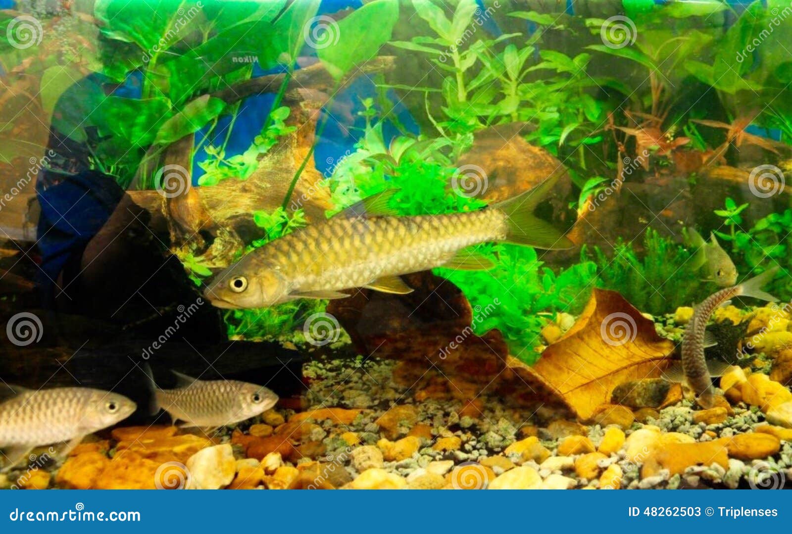 Kelah fish stock image. Image of aquarium, fauna, organism - 48262503