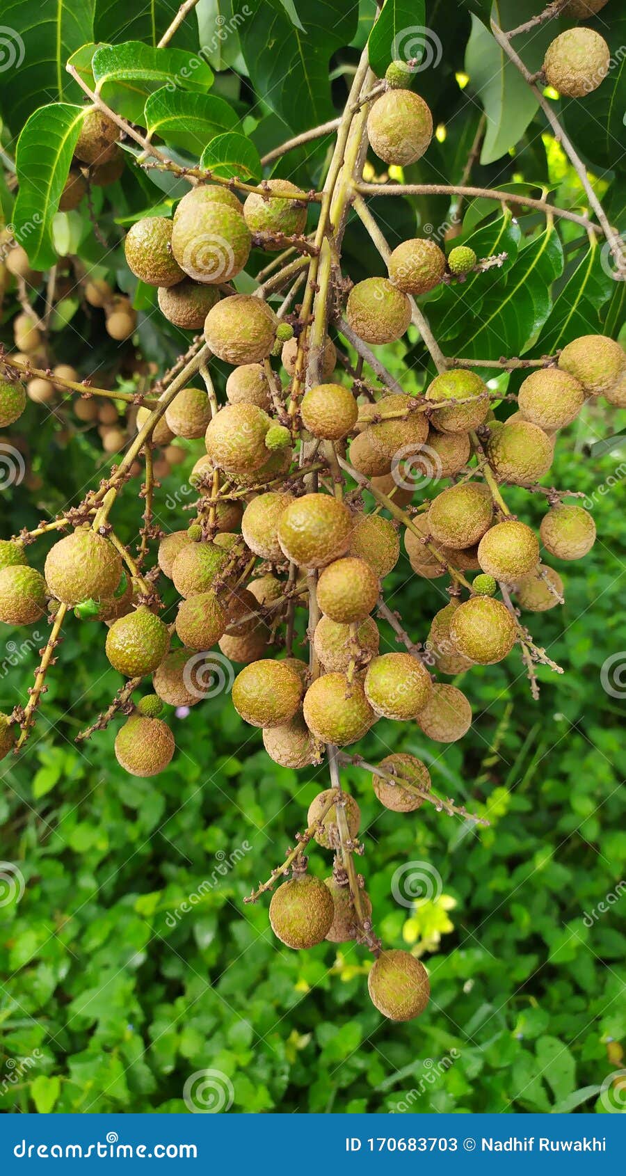 Kelengkeng or Longan Fruit on a Tree on Plantations Stock Image - Image ...