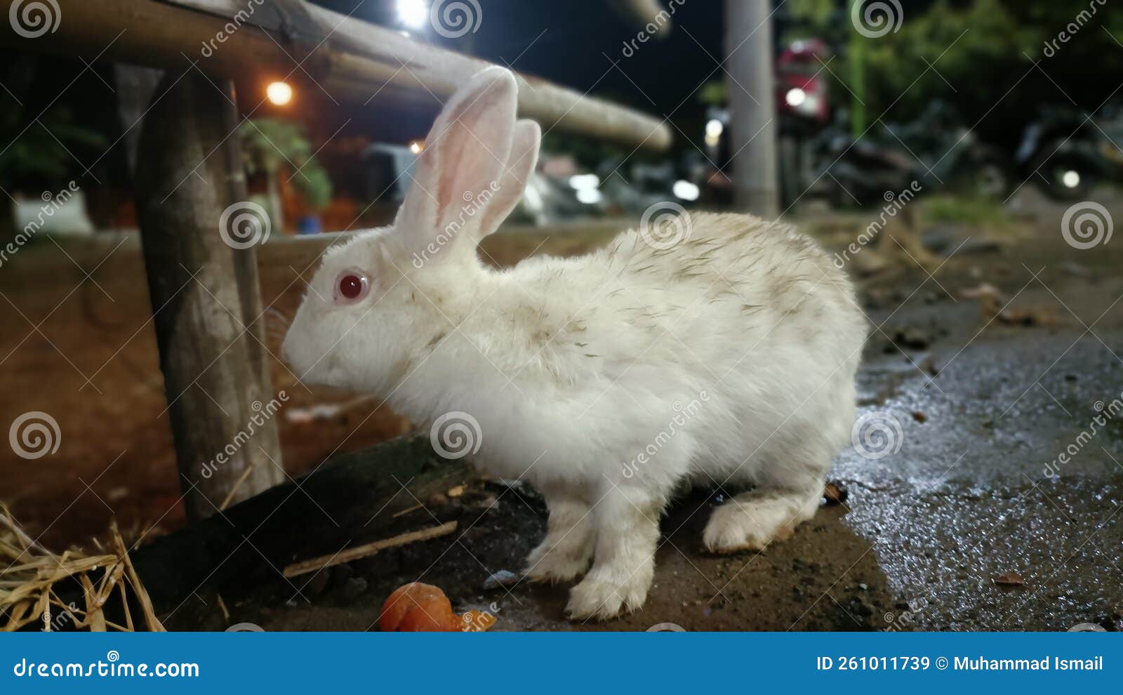 Kelinci Putih & X28; White Rabbit & X29; Stock Image - Image of ...