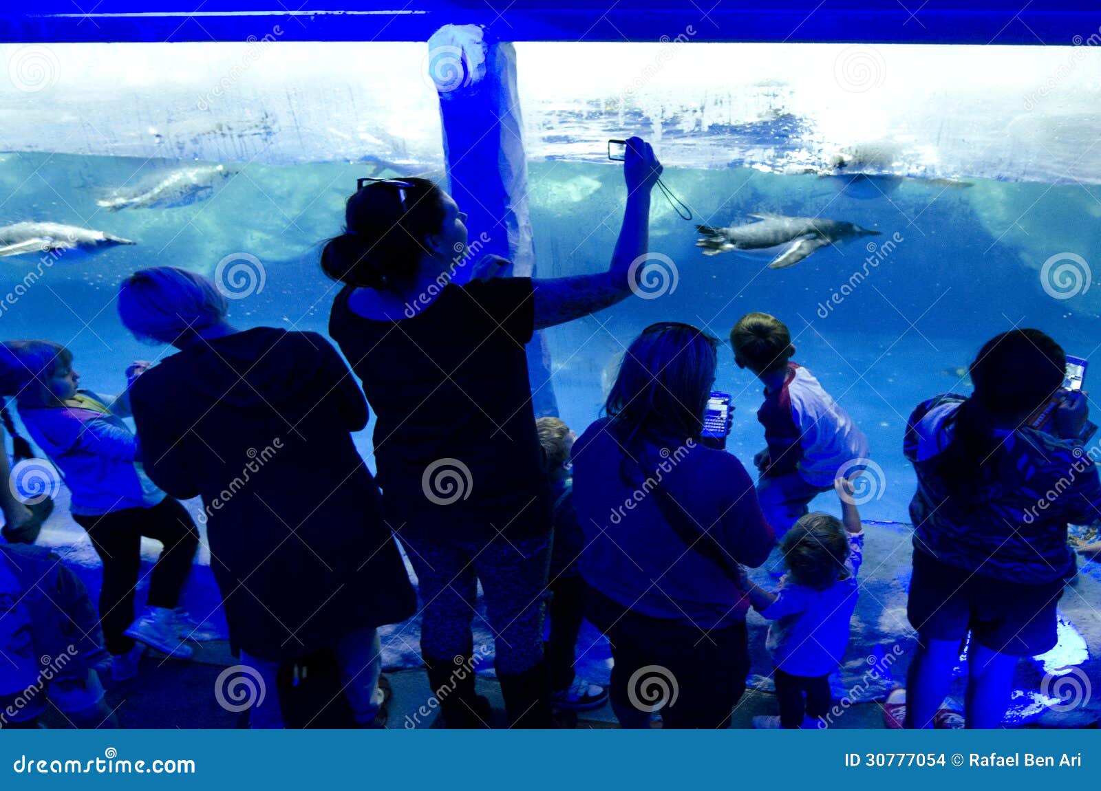 Kelly Tarltons Sea World imagen de archivo editorial. Imagen de vida ...