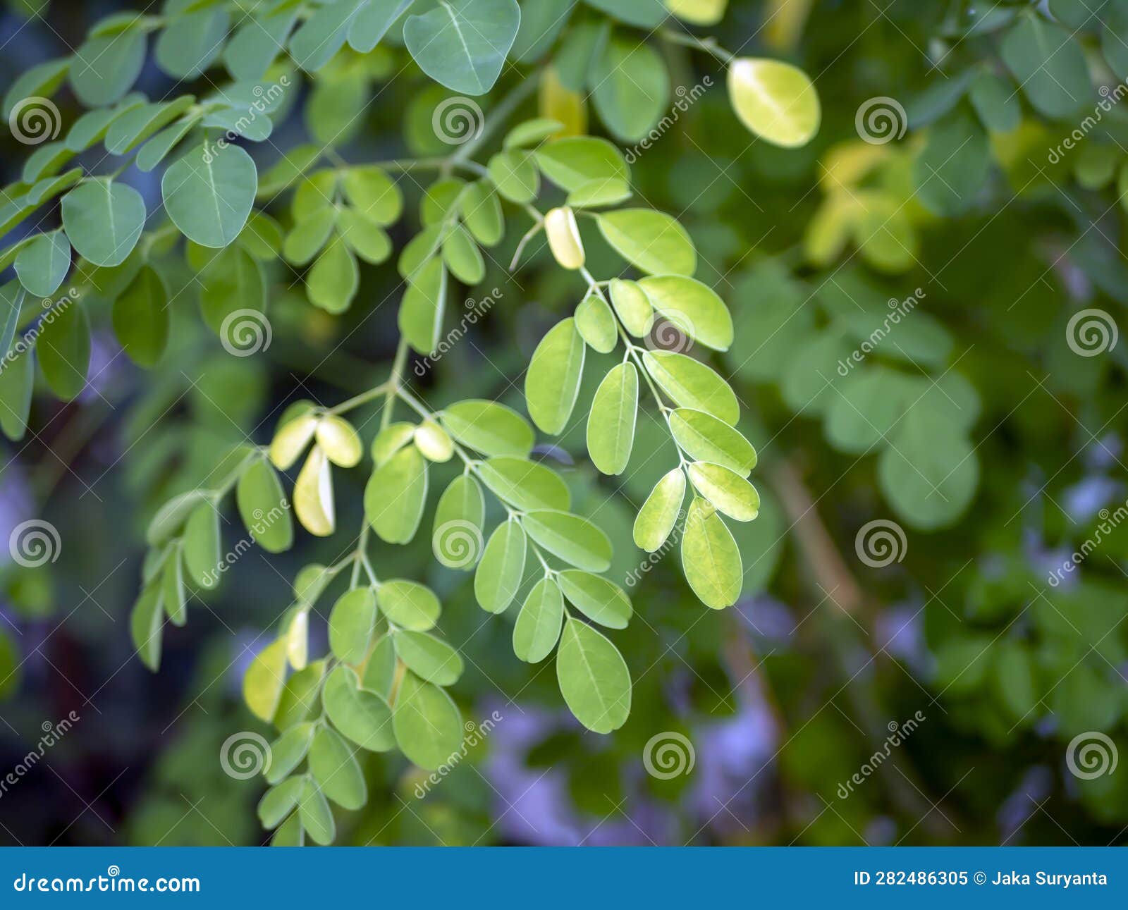 Kelor Or Drumstick Tree, Moringa Oleifera, With Common Names ...
