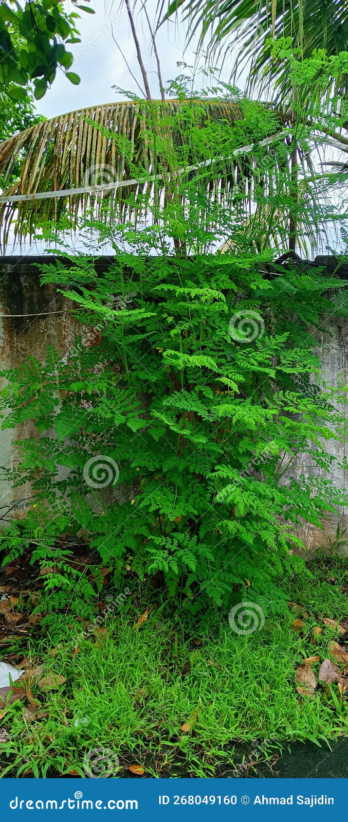 Kelor, Miracle Tree from Indonesia Stock Photo - Image of miracle, tree ...