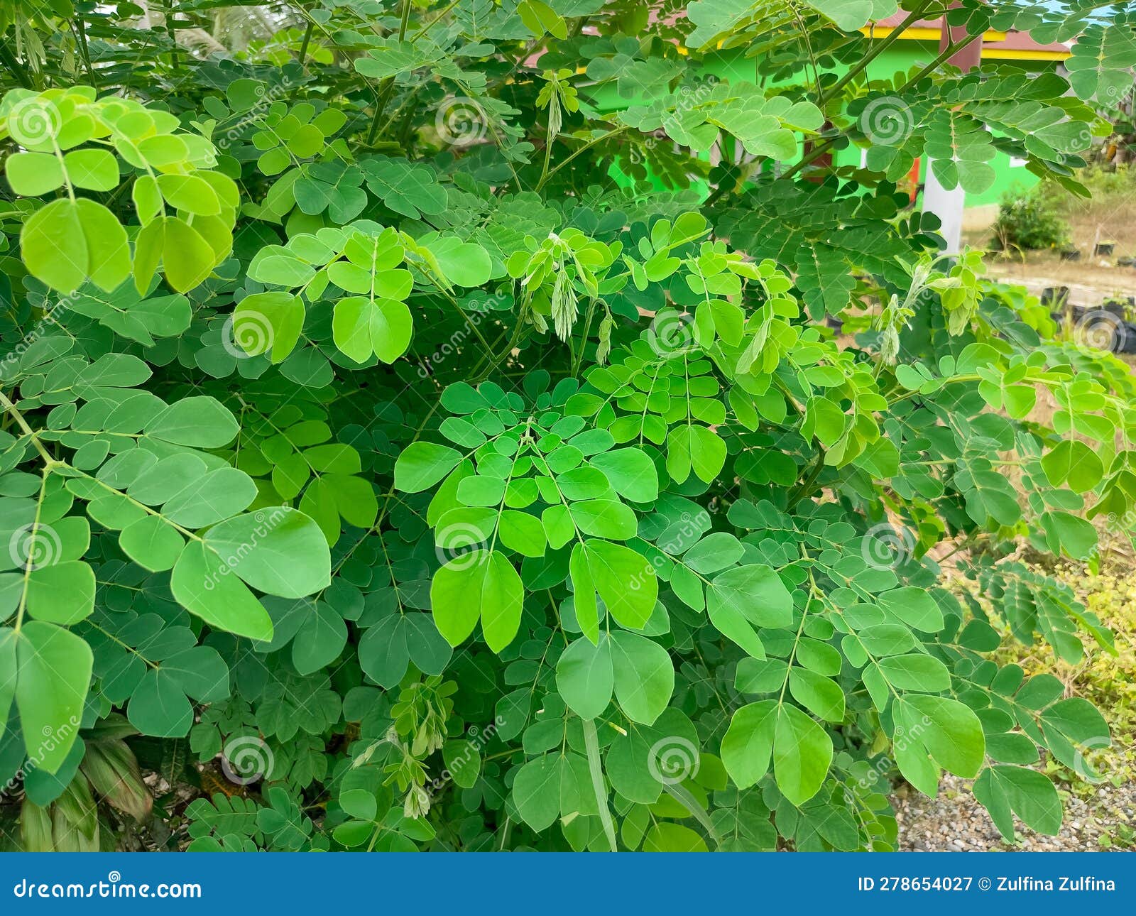 Kelor or Moringa Oleifera is a Type of Plant from the Moringaceae Tribe ...