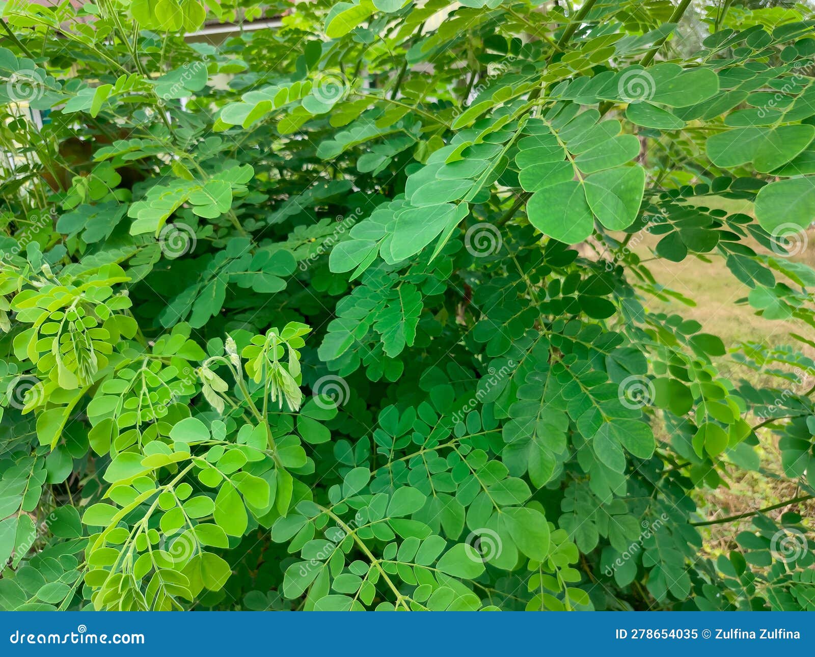 Kelor or Moringa Oleifera is a Type of Plant from the Moringaceae Tribe ...
