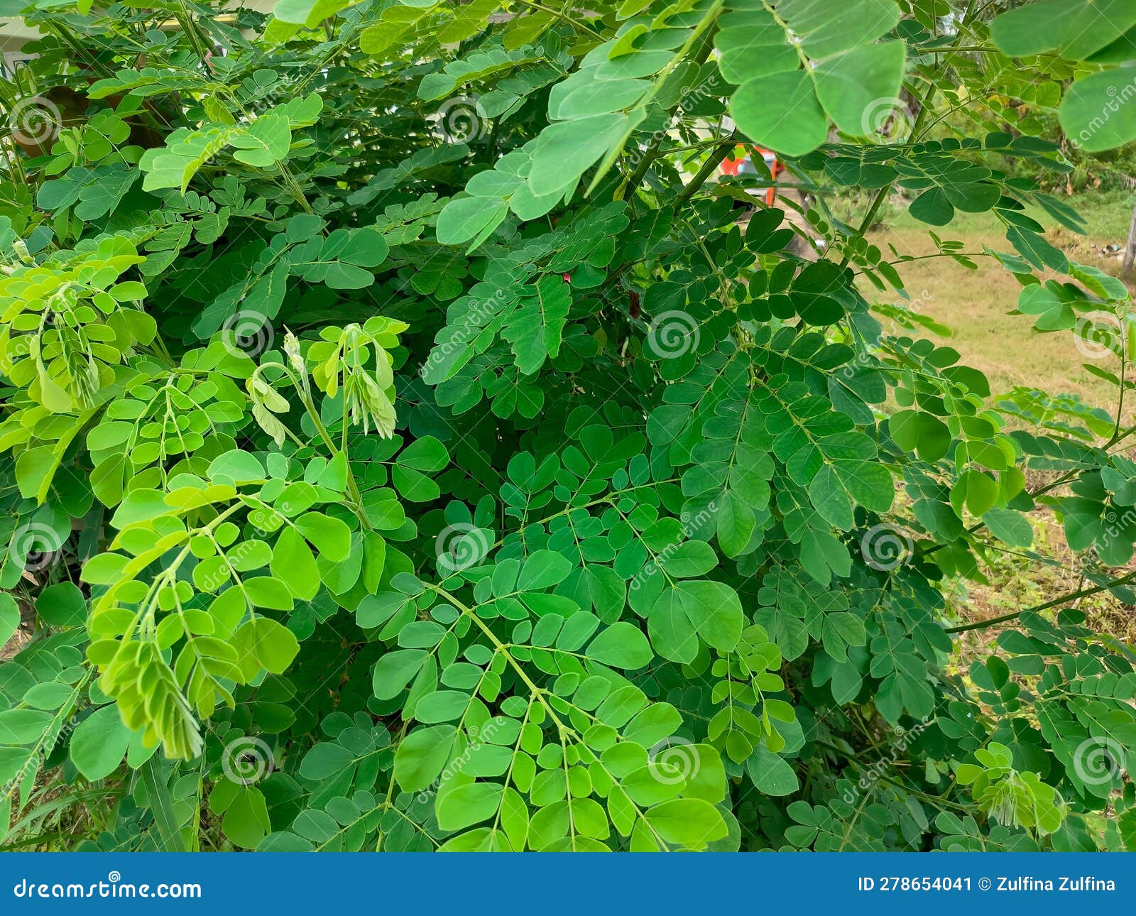Kelor or Moringa Oleifera is a Type of Plant from the Moringaceae Tribe ...