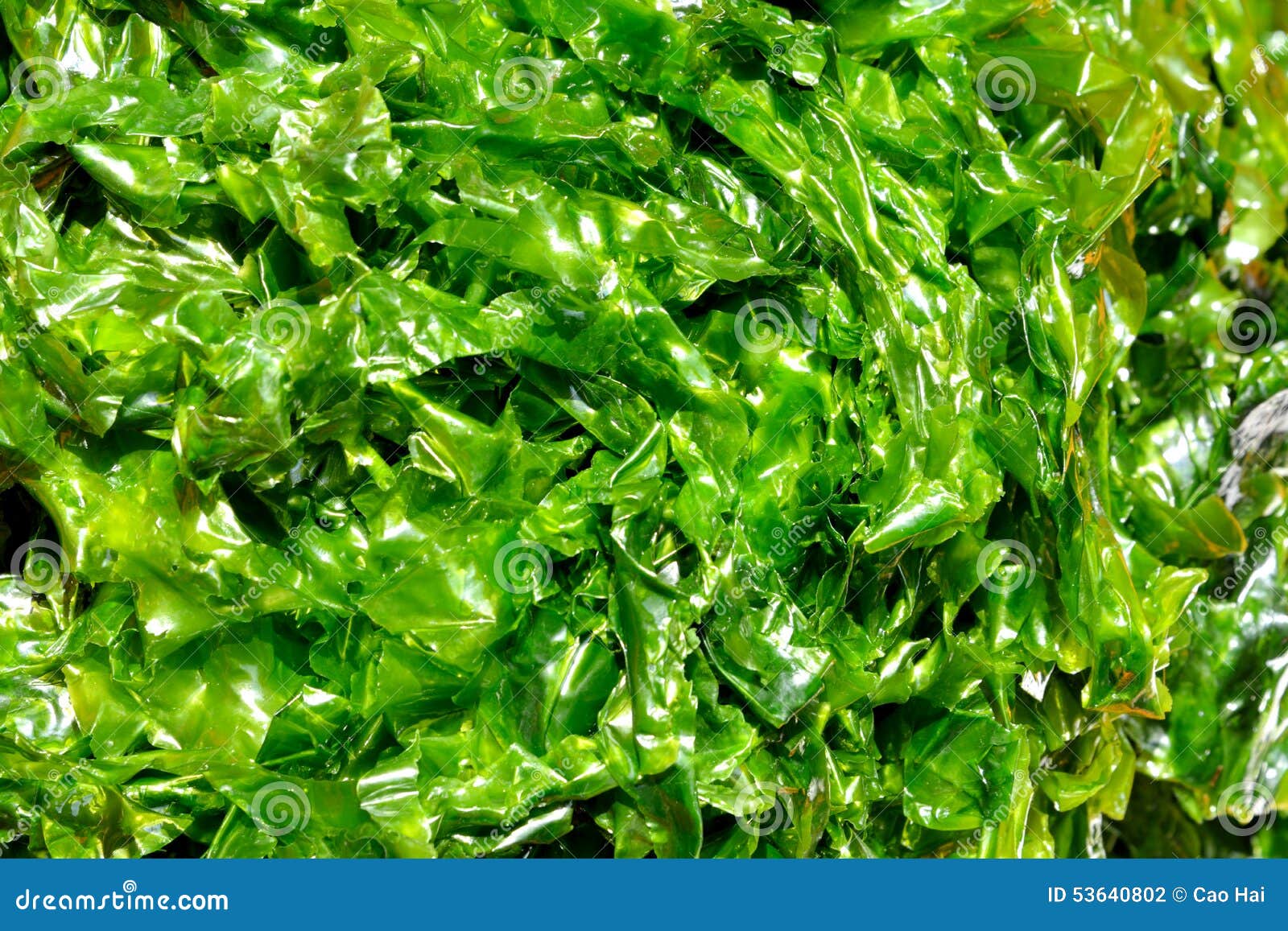 Kelp background stock photo. Image of clean, design, texture - 53640802