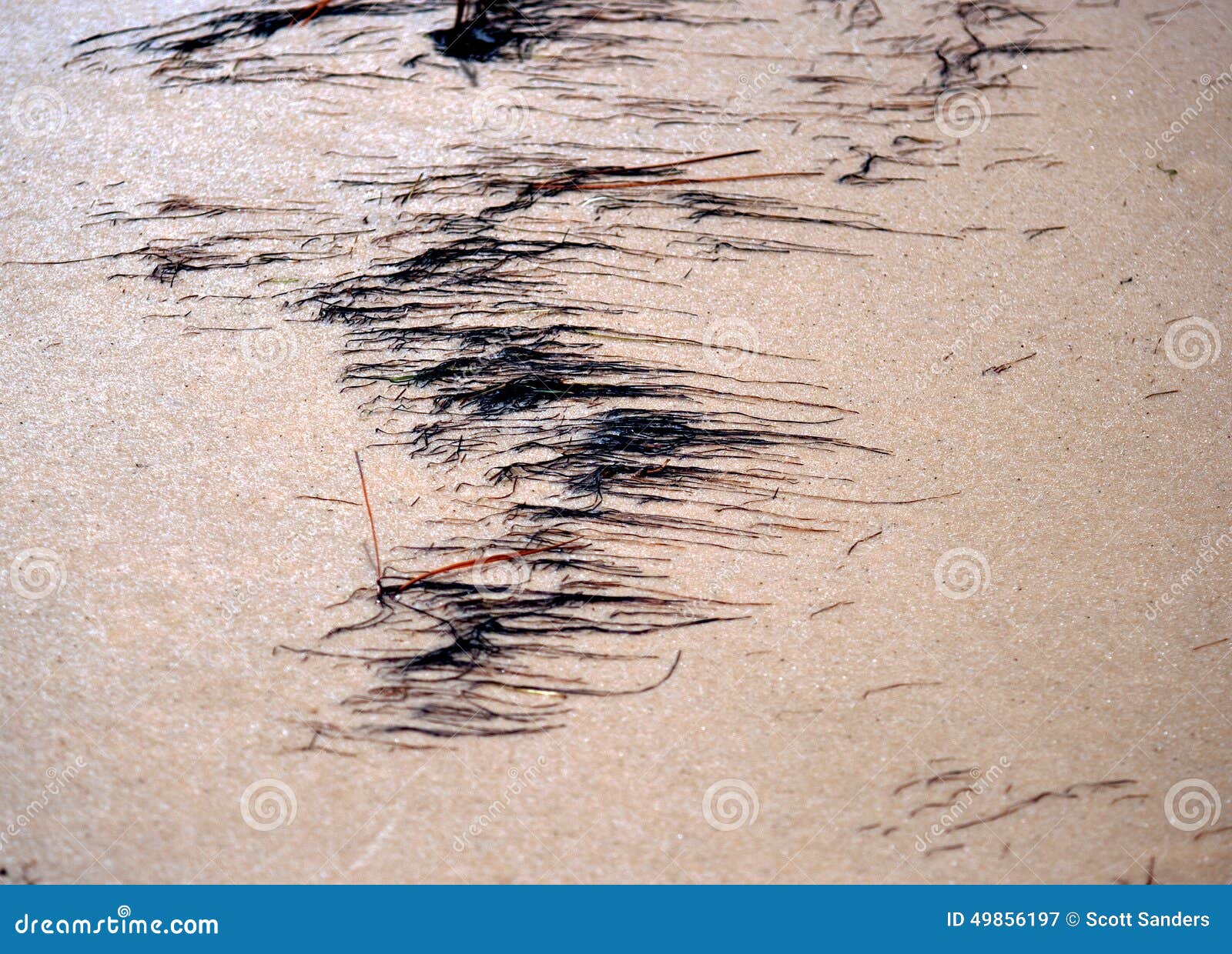Kelp on the Beach stock image. Image of kelp, shore, shoreline - 49856197