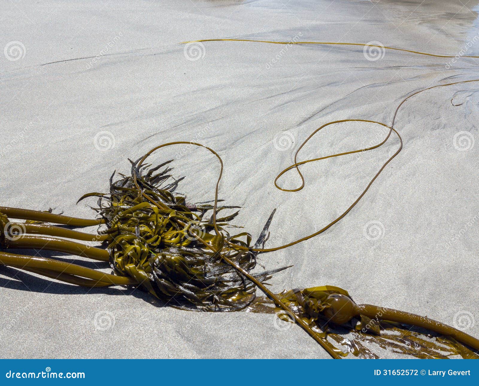 Kelp on the beach stock photo. Image of algae, laminariales - 31652572