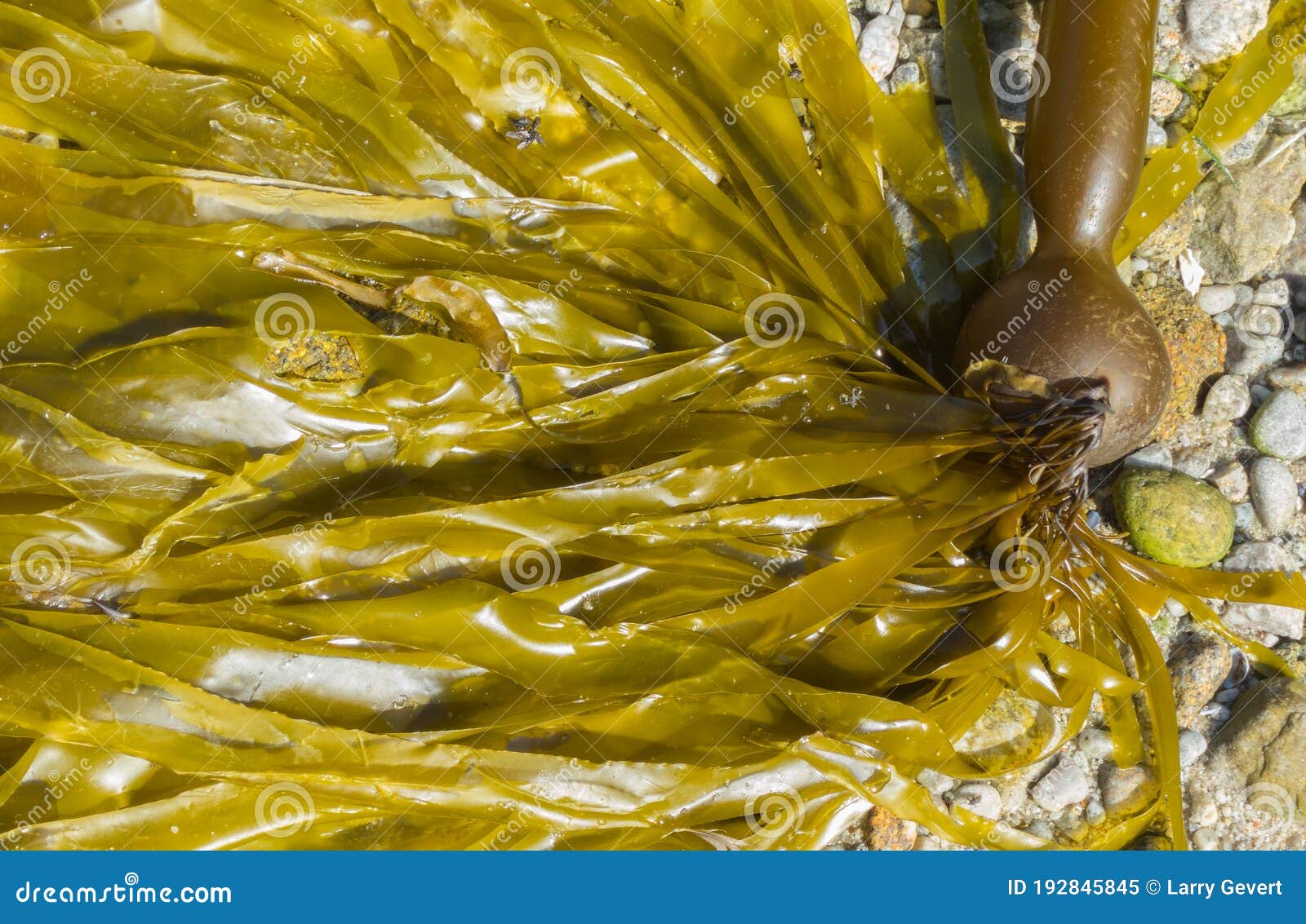 Kelp on the beach stock image. Image of algae, beachcomber - 192845845