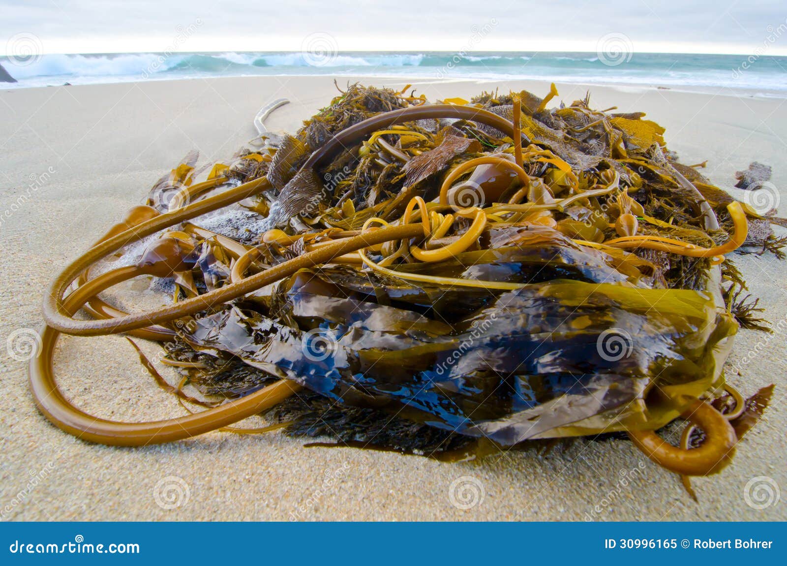 Kelp on a Beach stock image. Image of national, blue - 30996165
