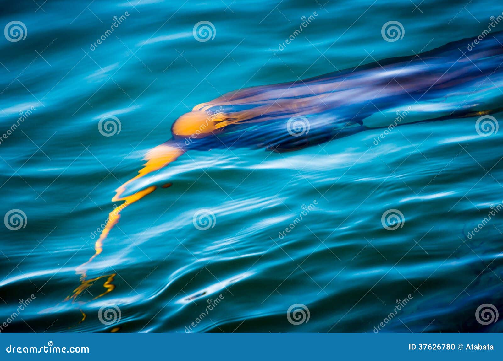 Kelp Colors stock photo. Image of luetkeana, abstract - 37626780